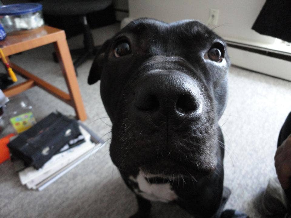 7 Best, Toughest Dog Toys for Bullies and Other Hard Chewers