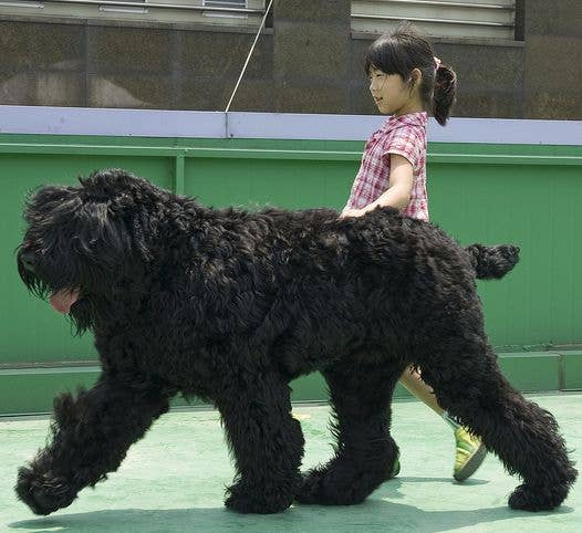 Strongest Dog In The World Russian