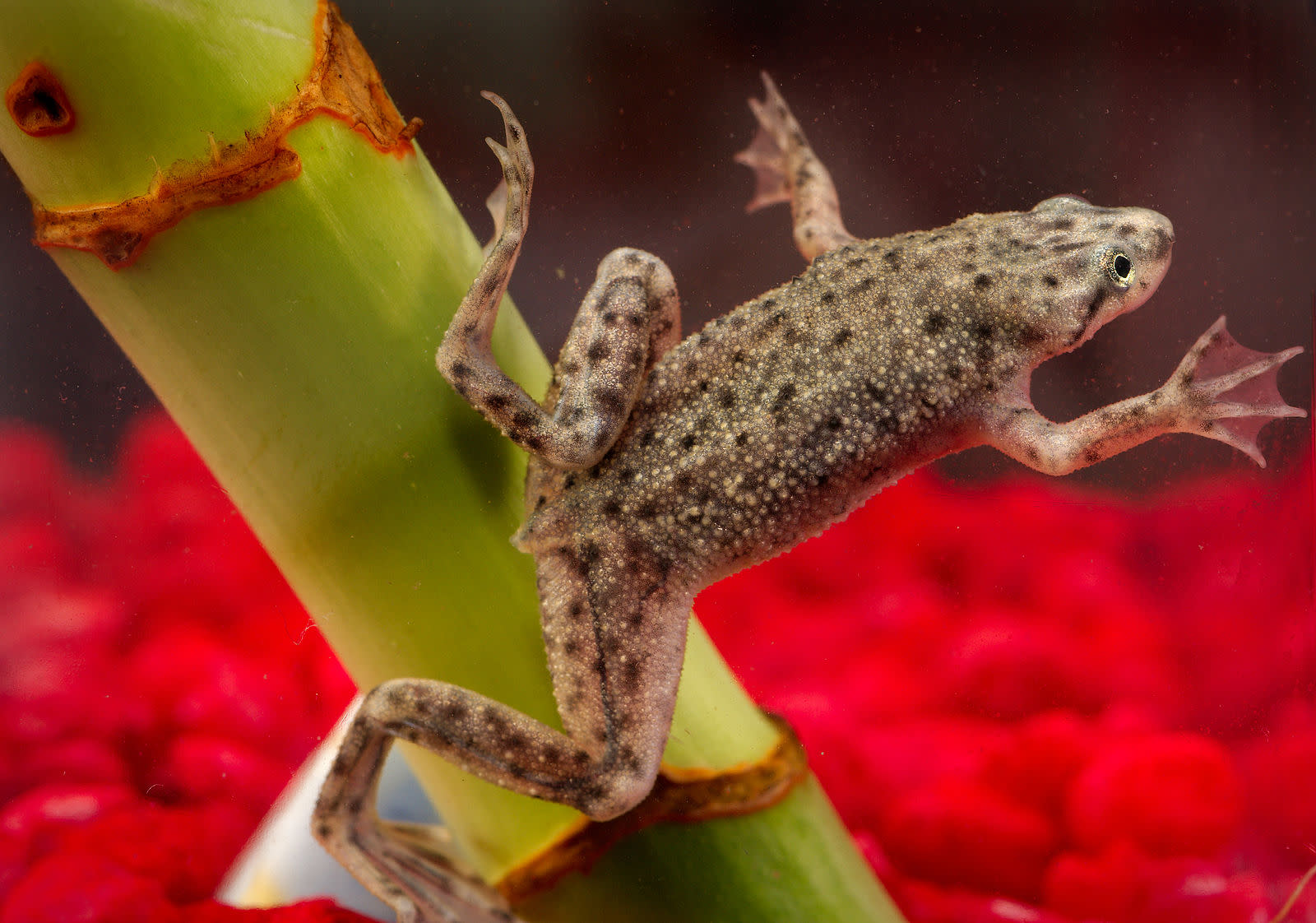5 Signs Your African Dwarf Frog Is Sick or Dying