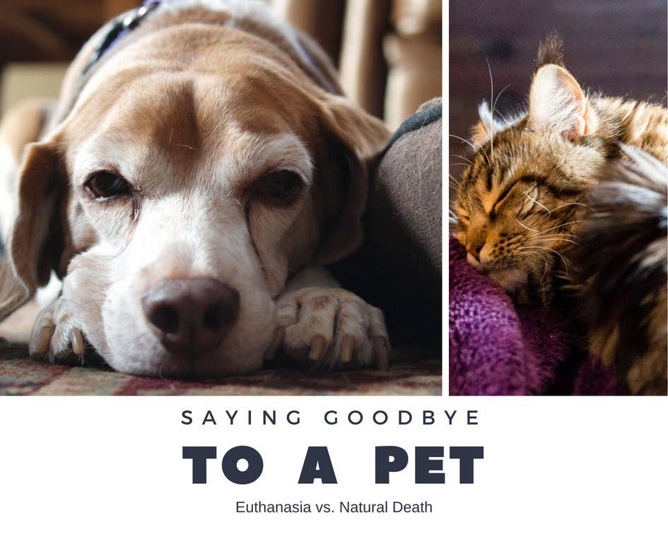 Pet Euthanasia vs. Natural Death