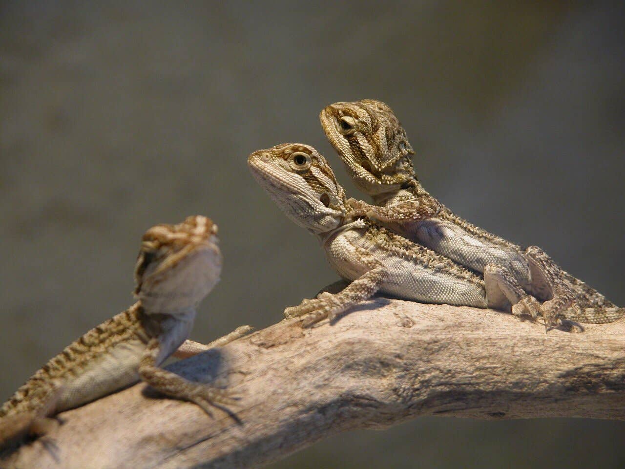 How to Breed Bearded Dragons for Profit