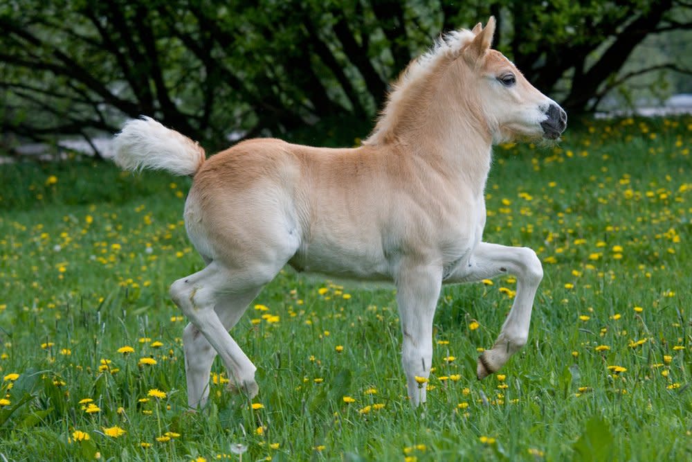 Everything You Need to Know About Ponies and Their Care