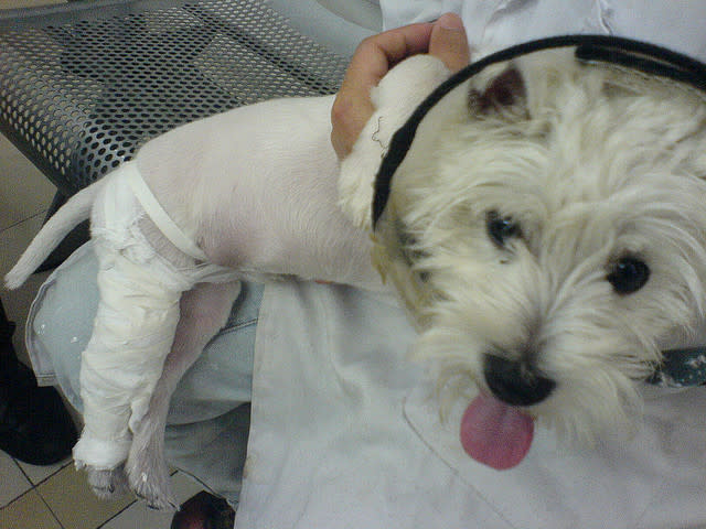 Luxating patella dog massage store