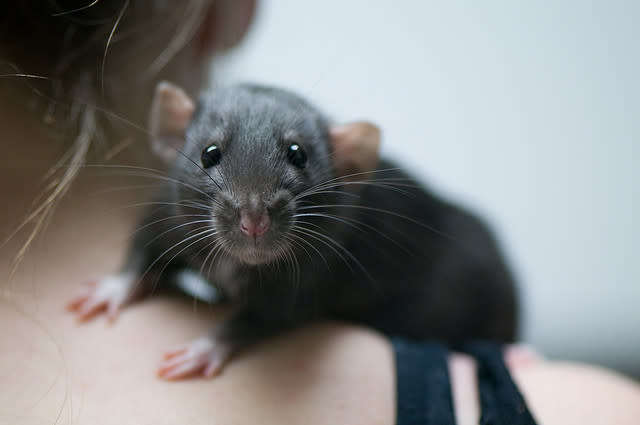 10 Risks of Breeding Fancy Rats