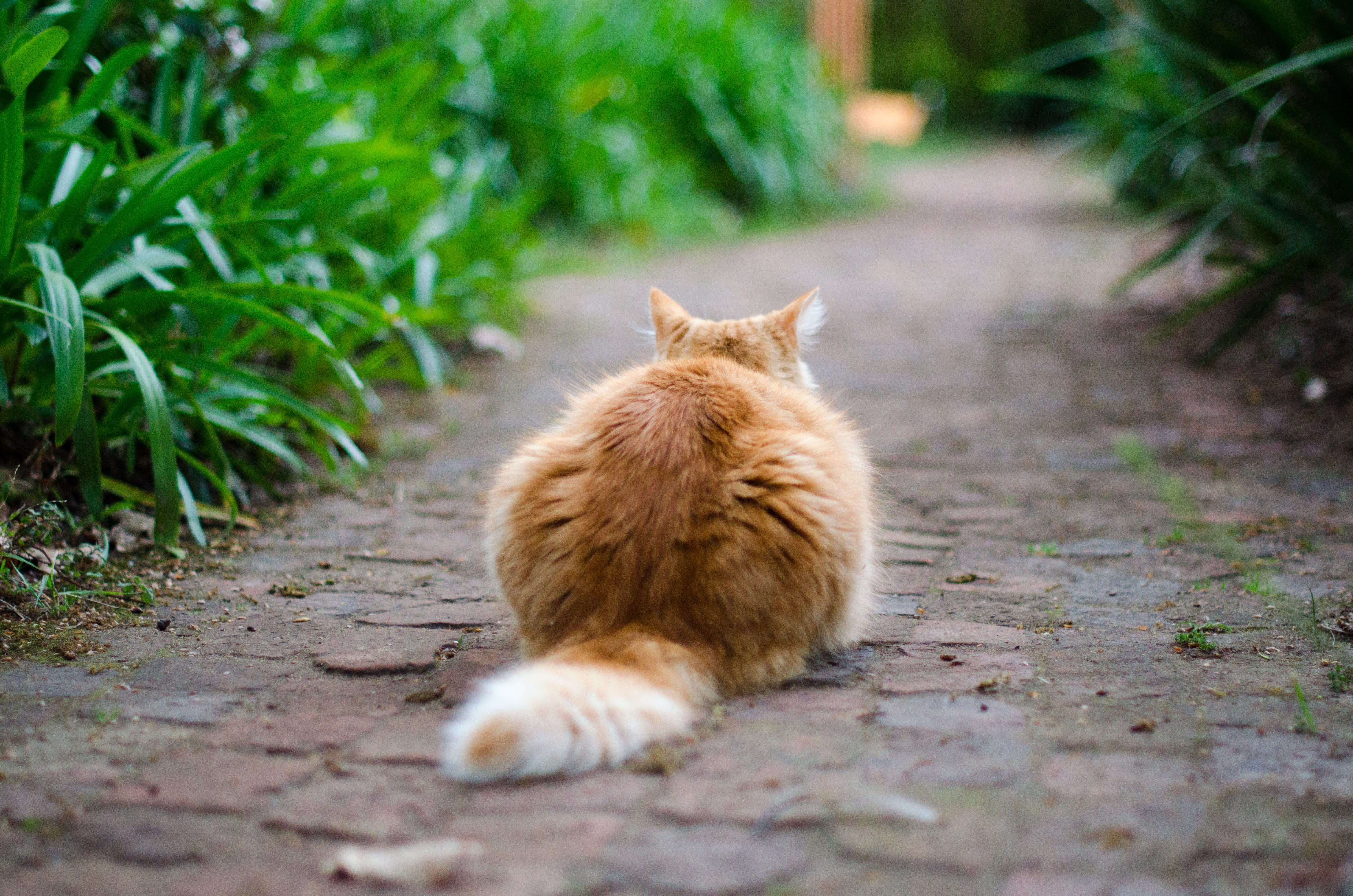 10 Helpful Tips for How to Find a Lost or Missing Cat