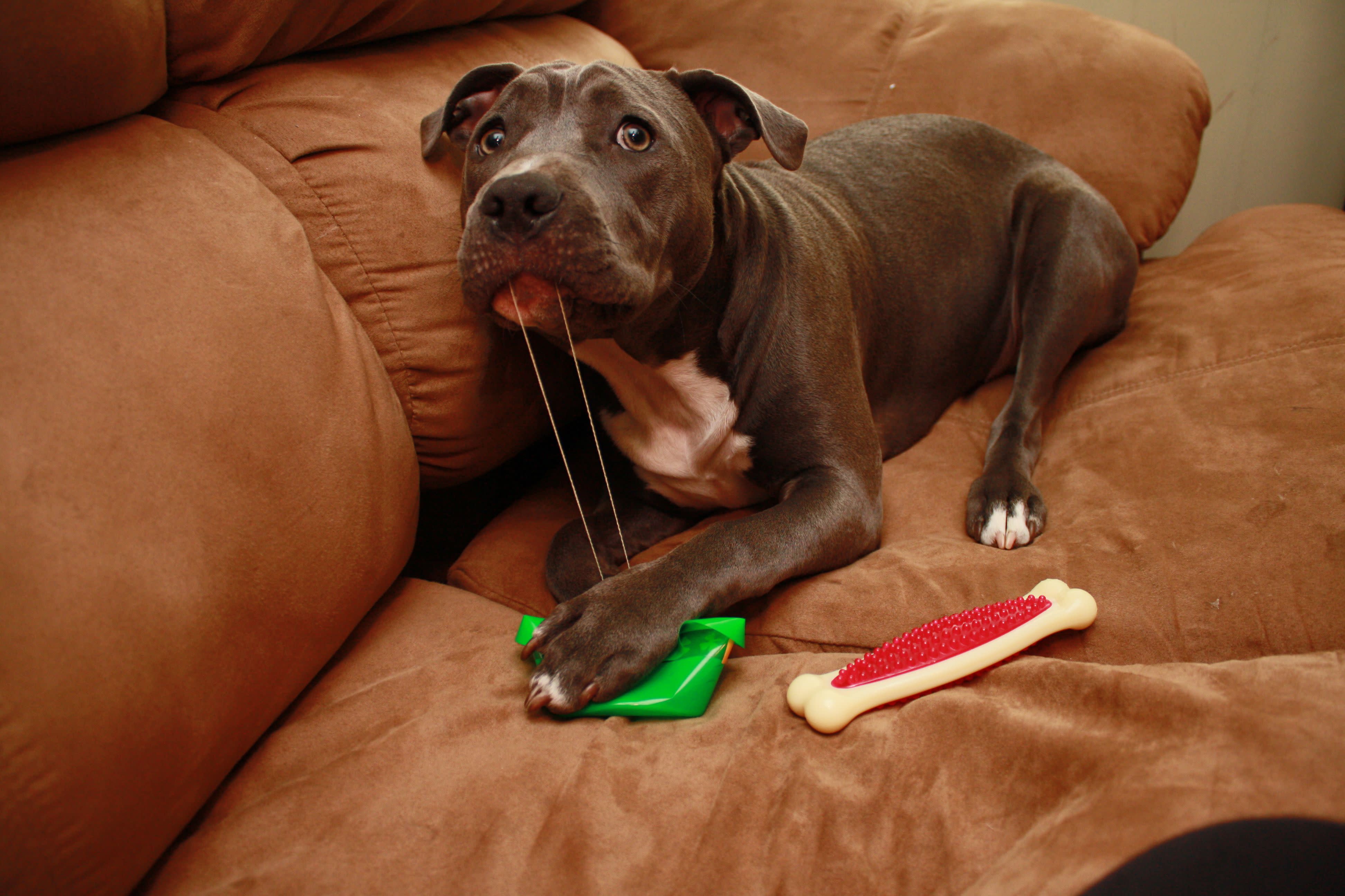 How to Train Stubborn Dogs and Strong-Willed Puppies