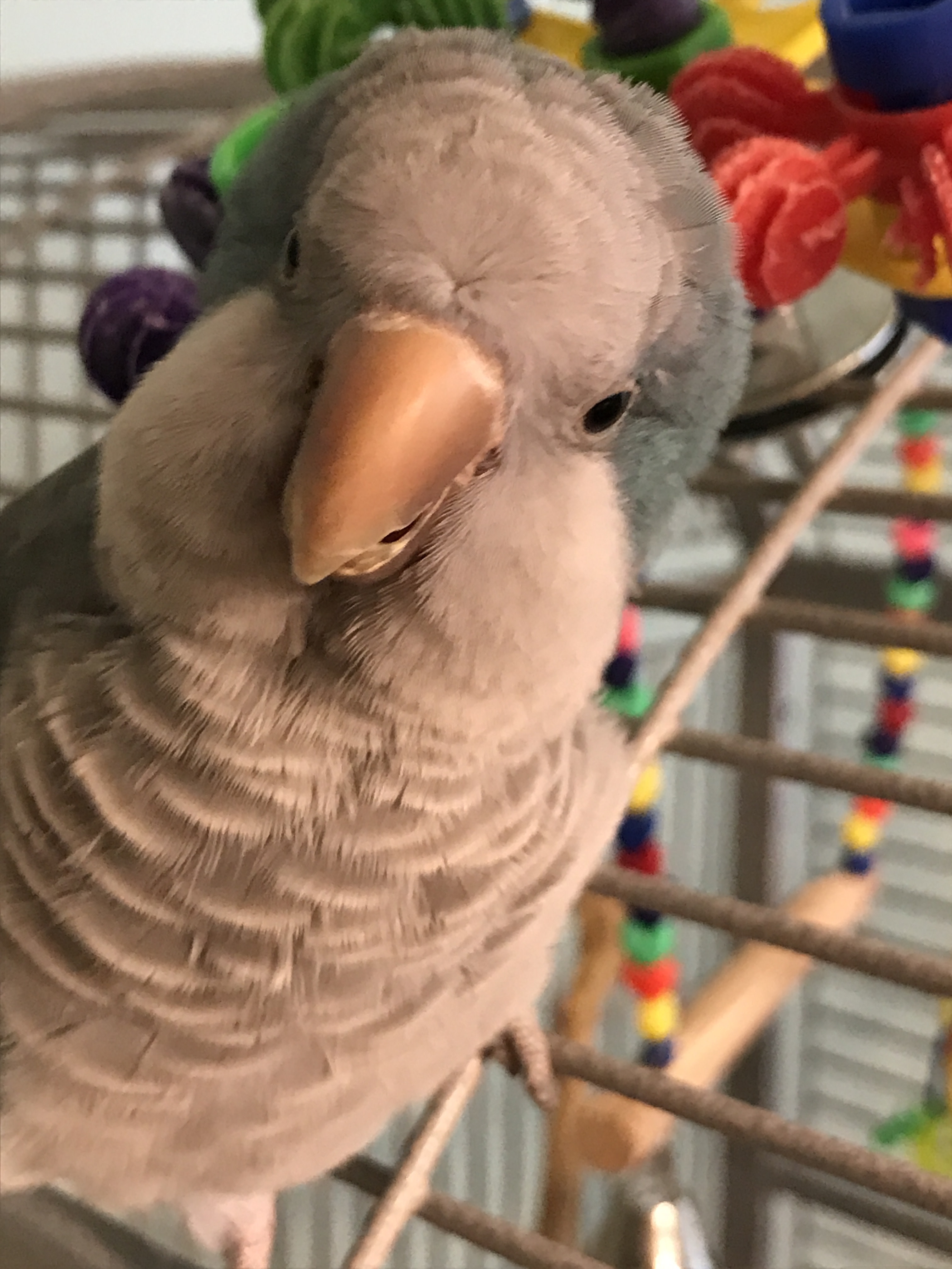 How to Care for Your Quaker Parrots