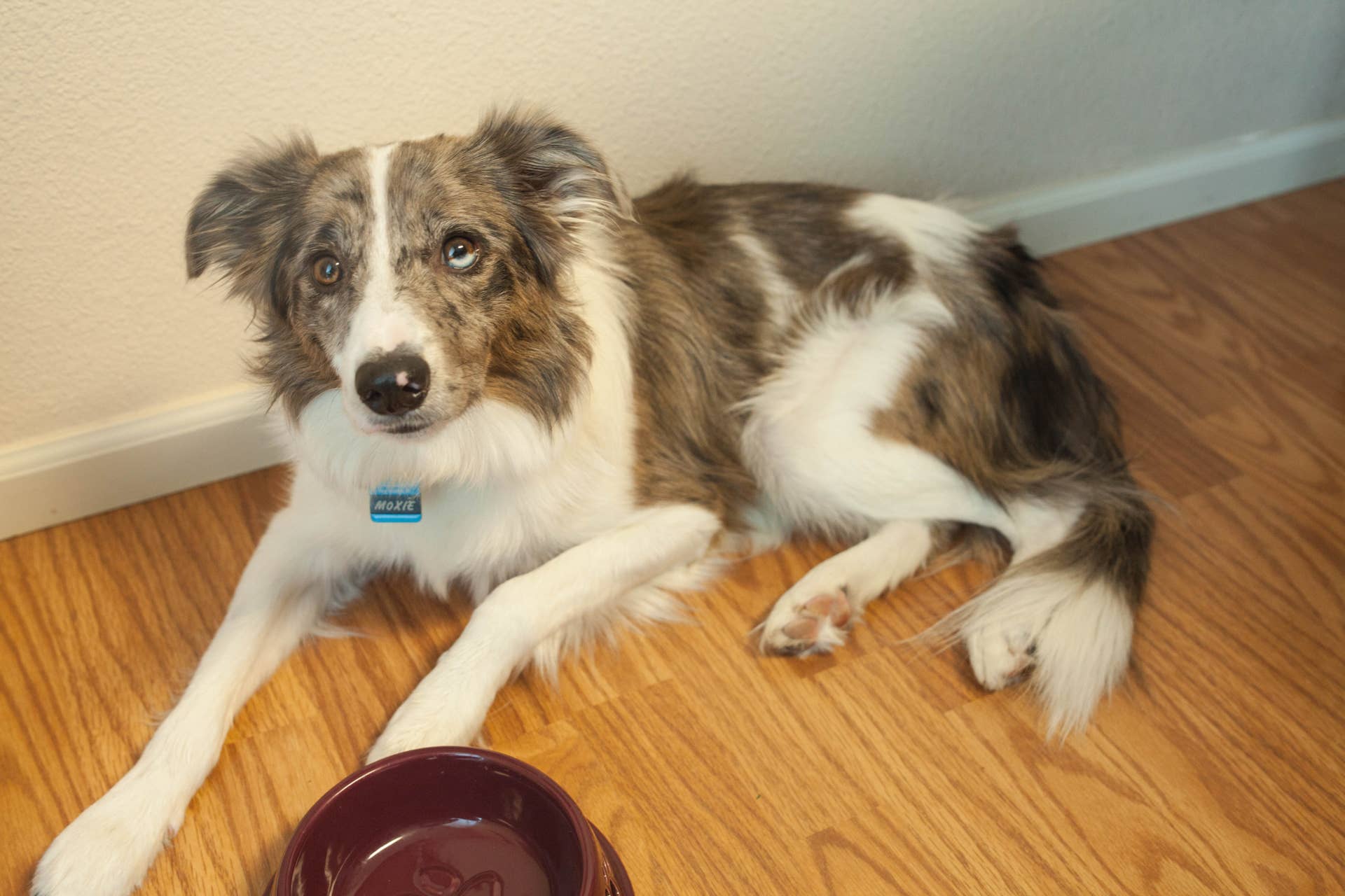 Upset Stomach In Dogs