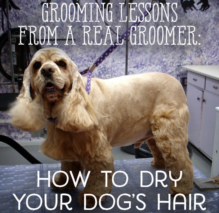 Lessons From a Groomer: How to Dry Your Dog Correctly