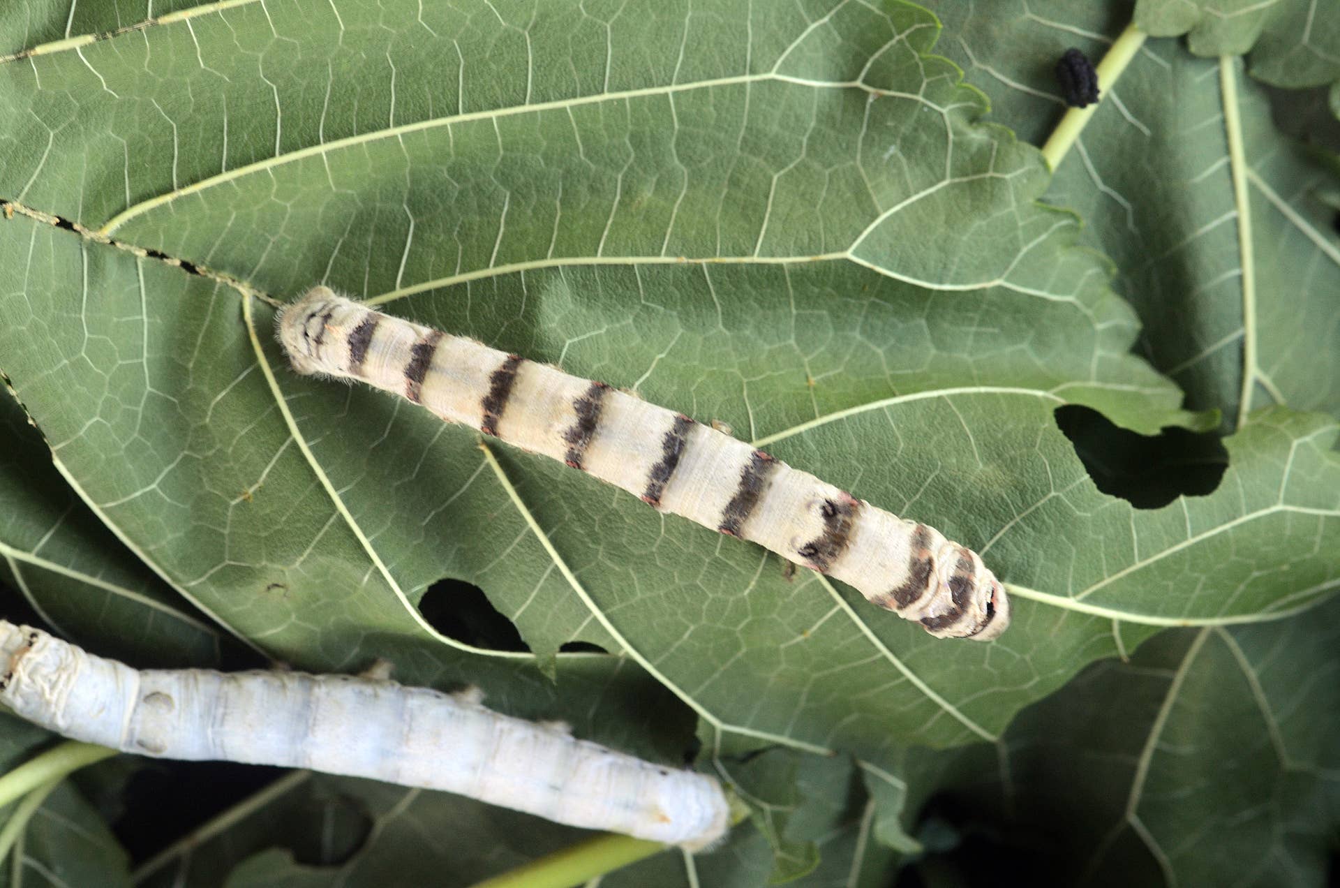 Silkworm Larvae Free Photos | Silkworm Larvae