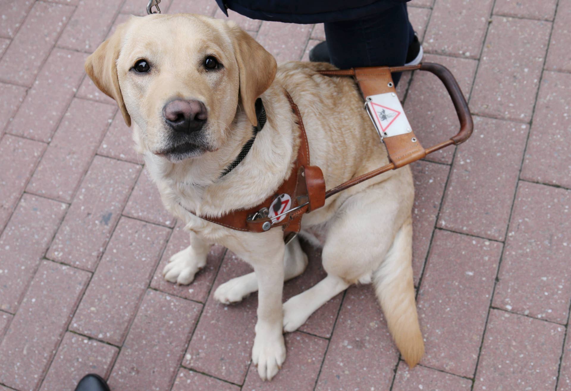 Video of Guide Dog Graduating College With Her Mom Has People in Tears