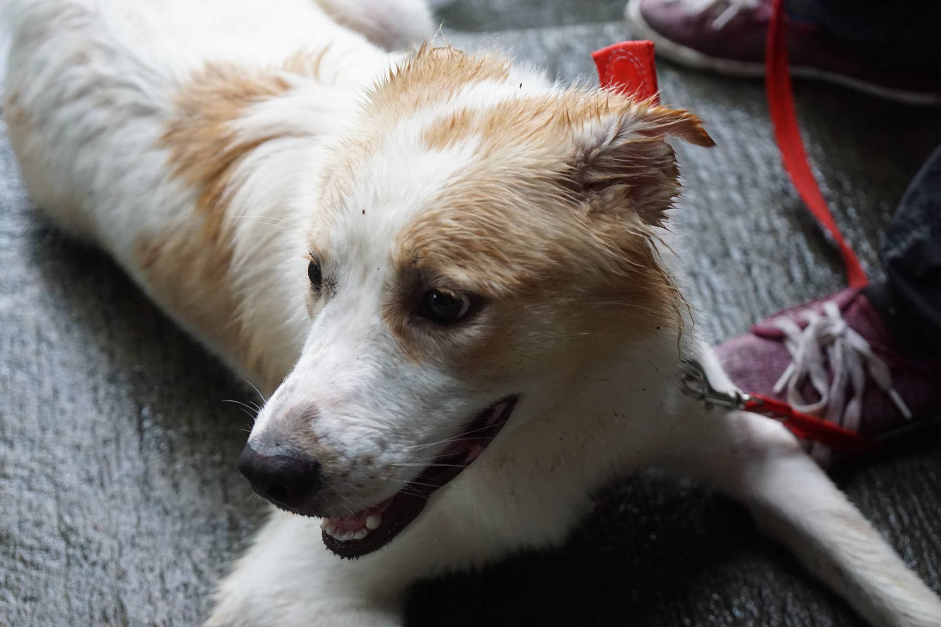 The 3 3 3 Rule: Setting Your Rescue Dog up for Success