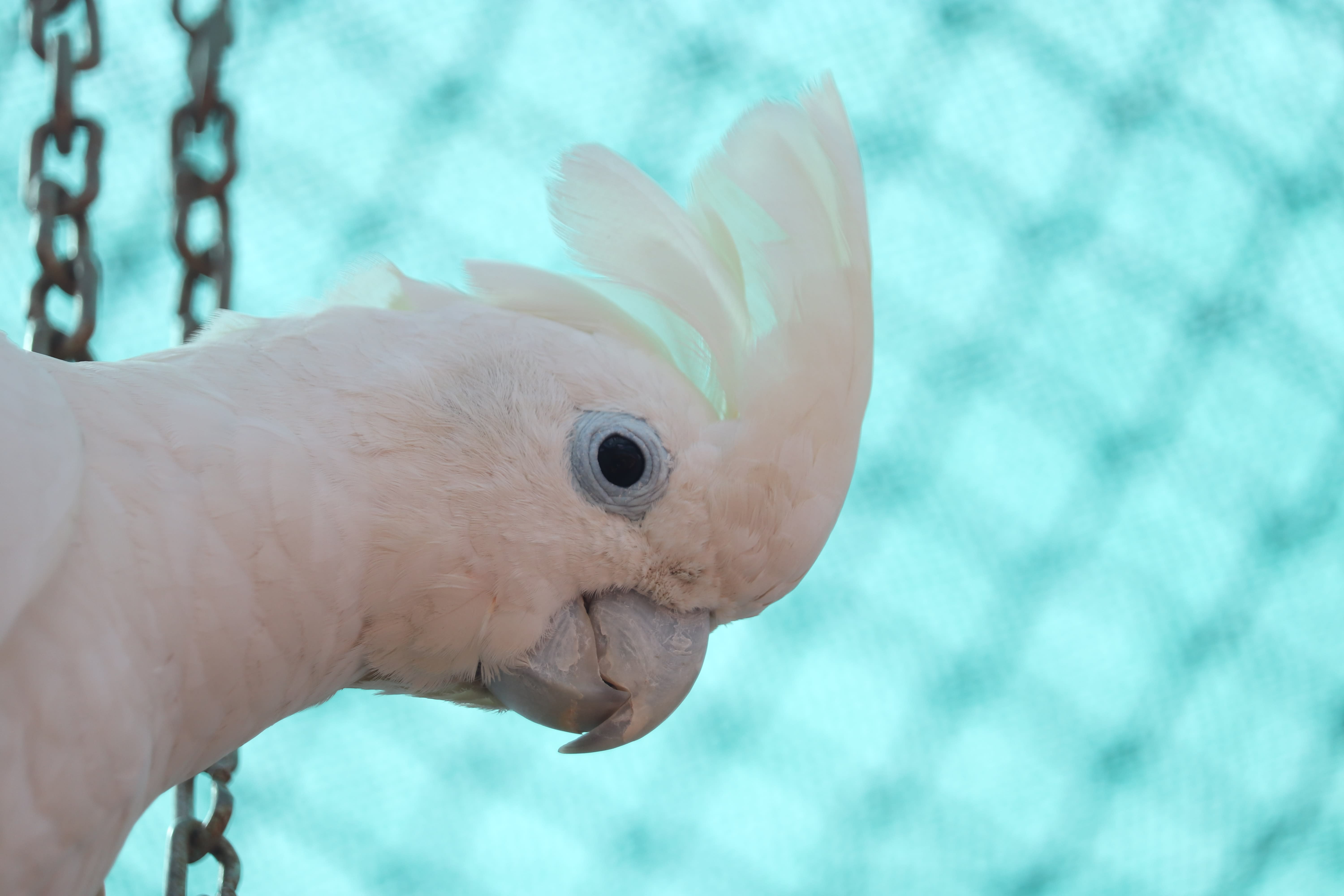 Cockatoos Fun Little Kitchen Dance Is The Hype People Deserve