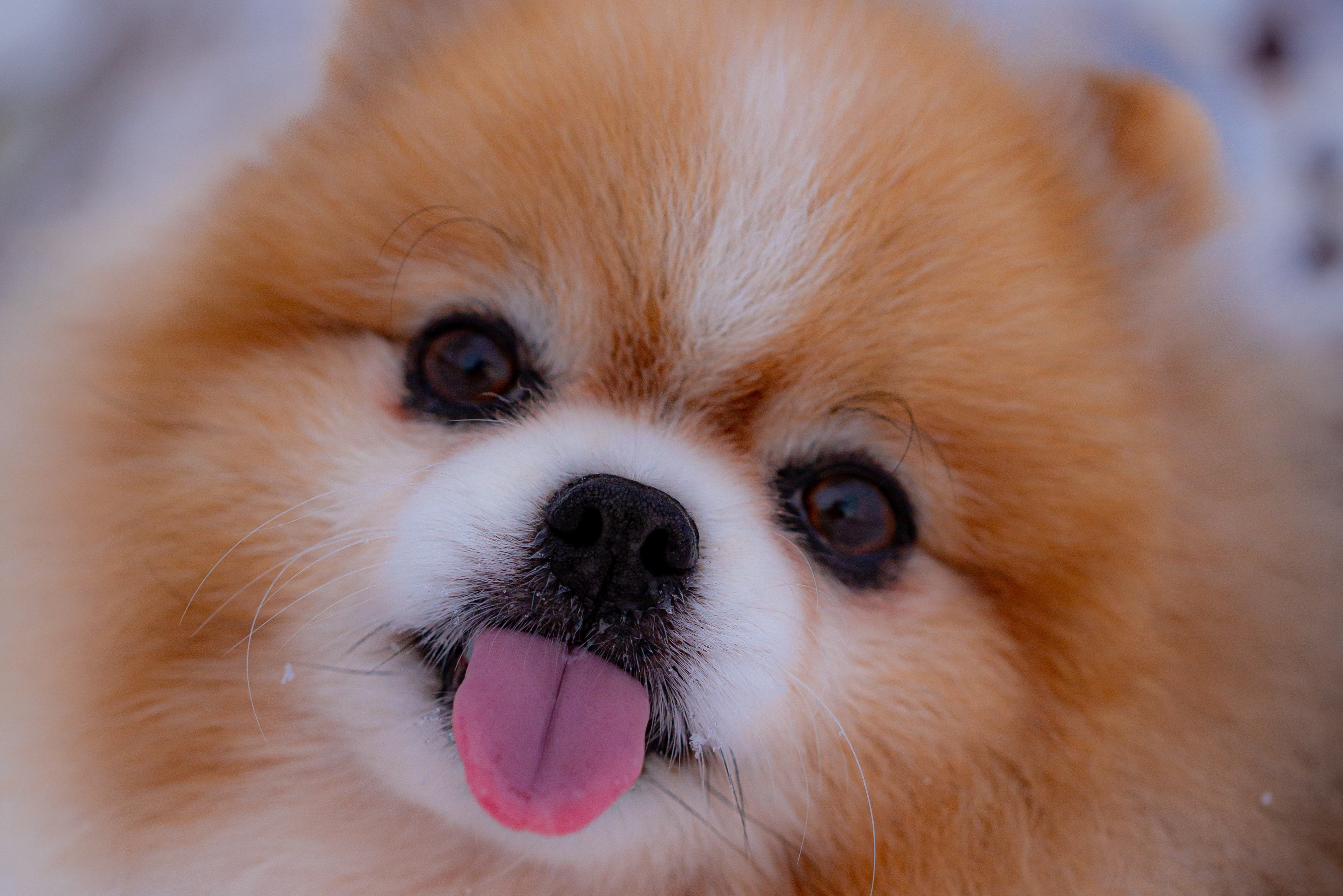 Cutest Teacup Dog Breeds