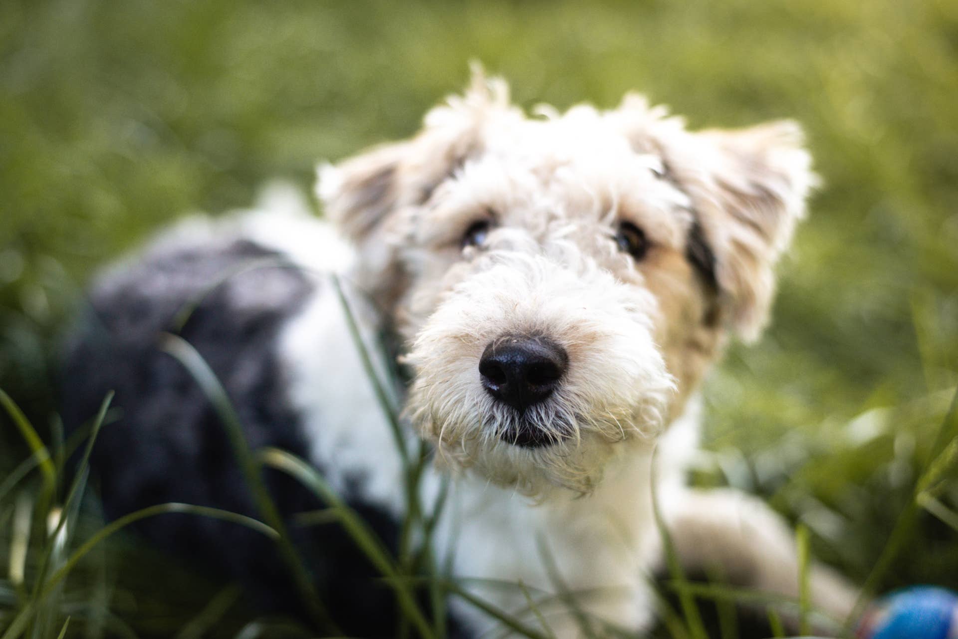 Wire Haired Terrier Mix
