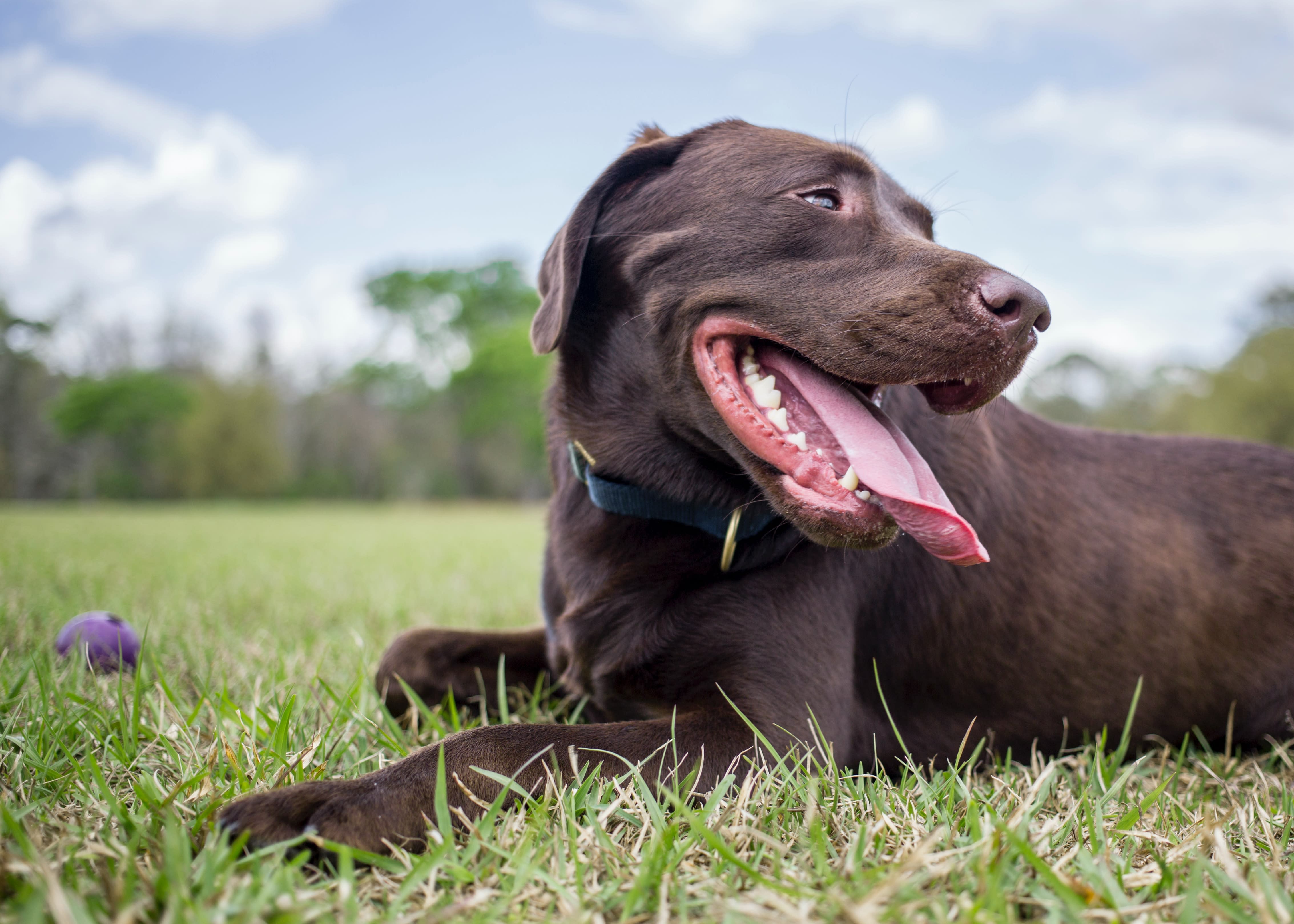 30+ Sweet Dog Names for a Chocolate Labrador Retriever