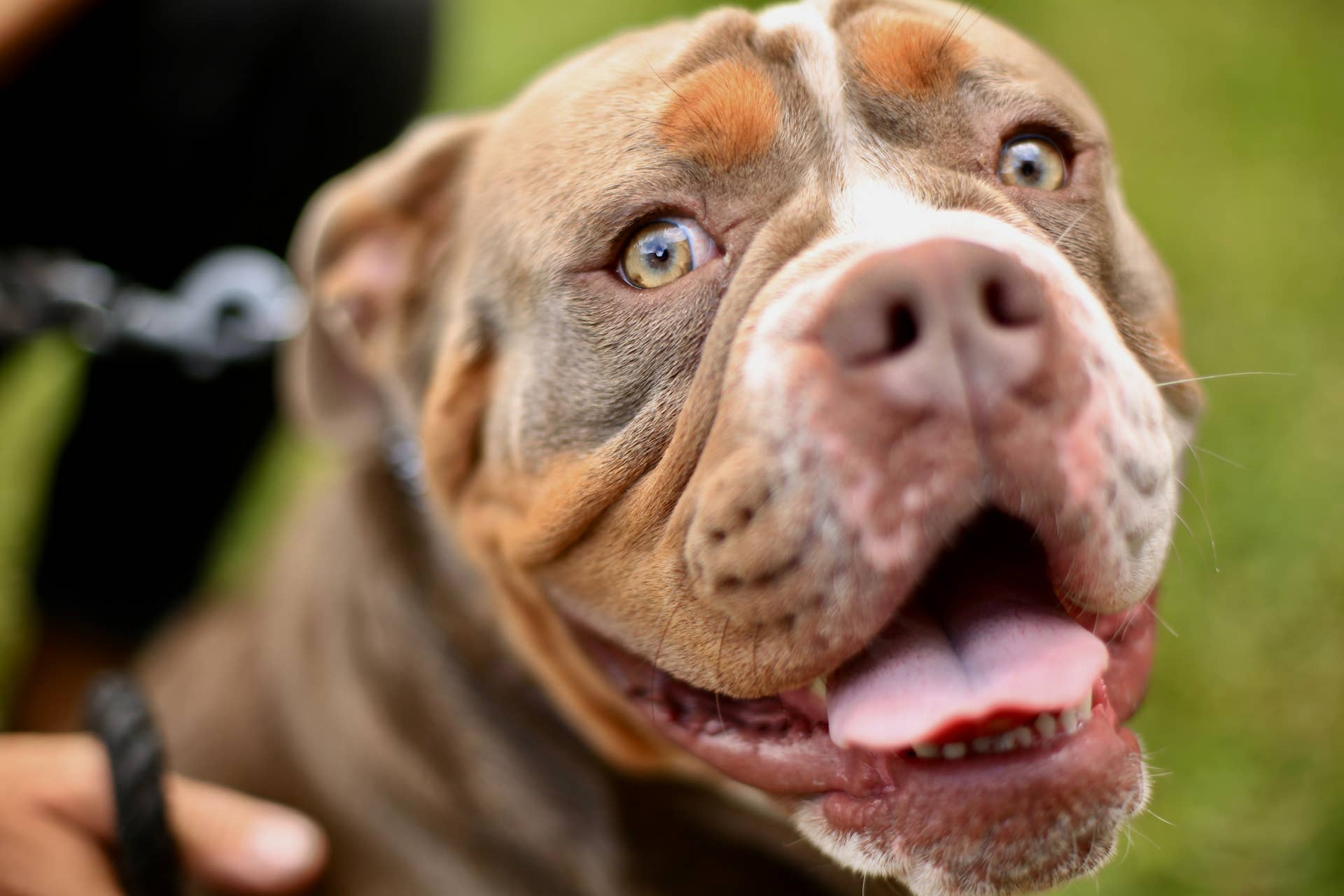 5 Commonly Banned Dog Breeds