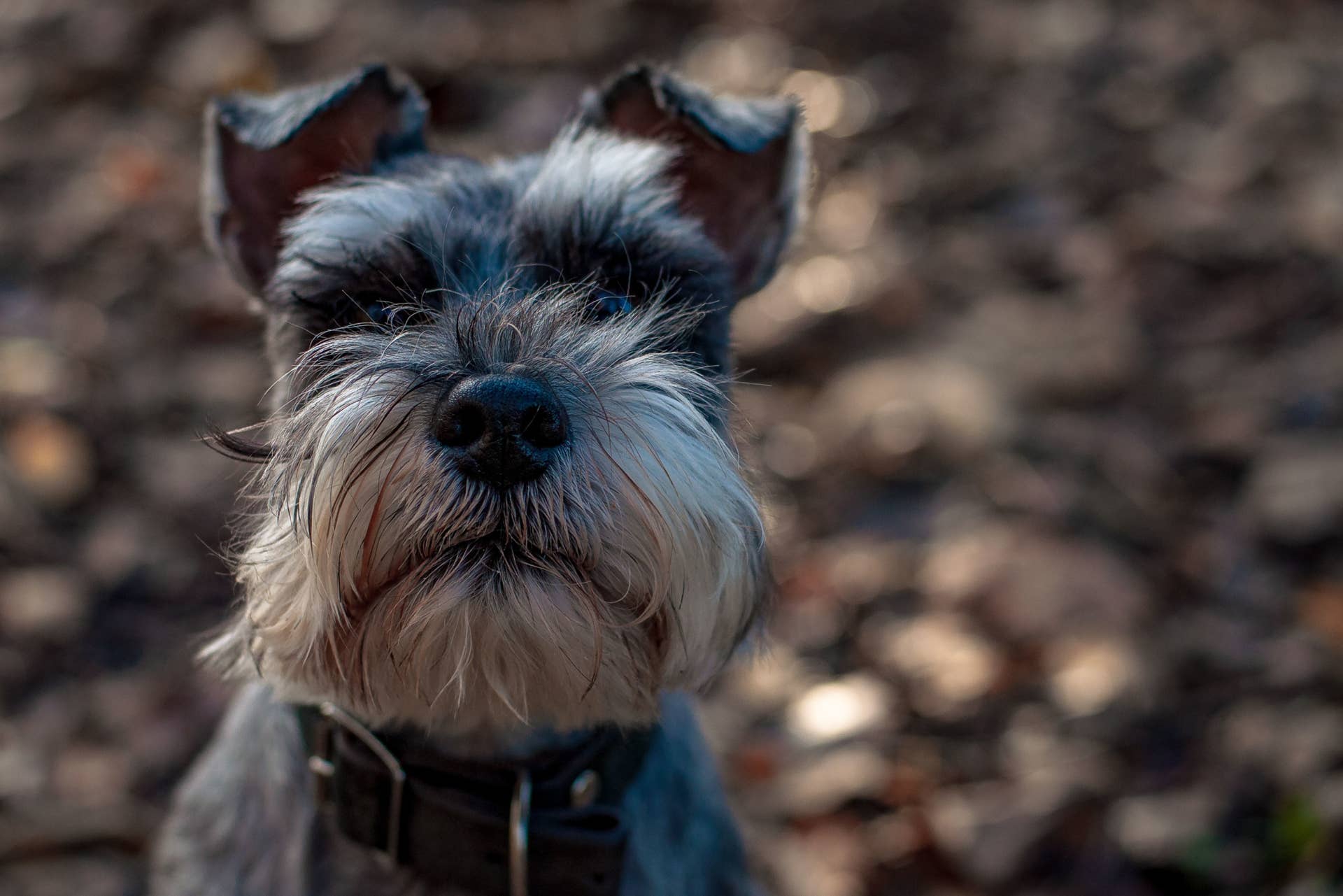 Scottish Terrier 101 Caring For Your Scottish Terrier In 2024: Best