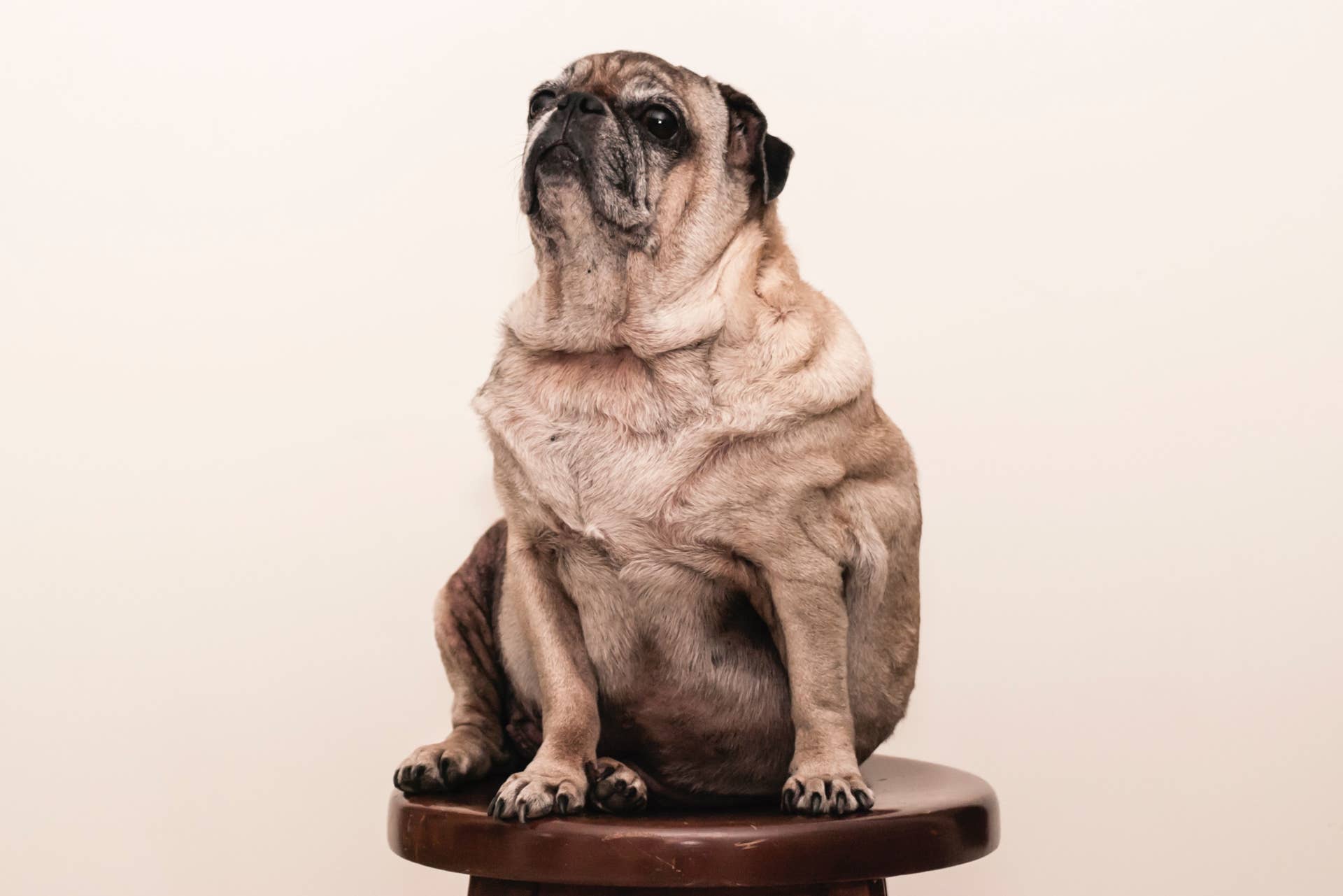 5 Fat Dog Breeds
