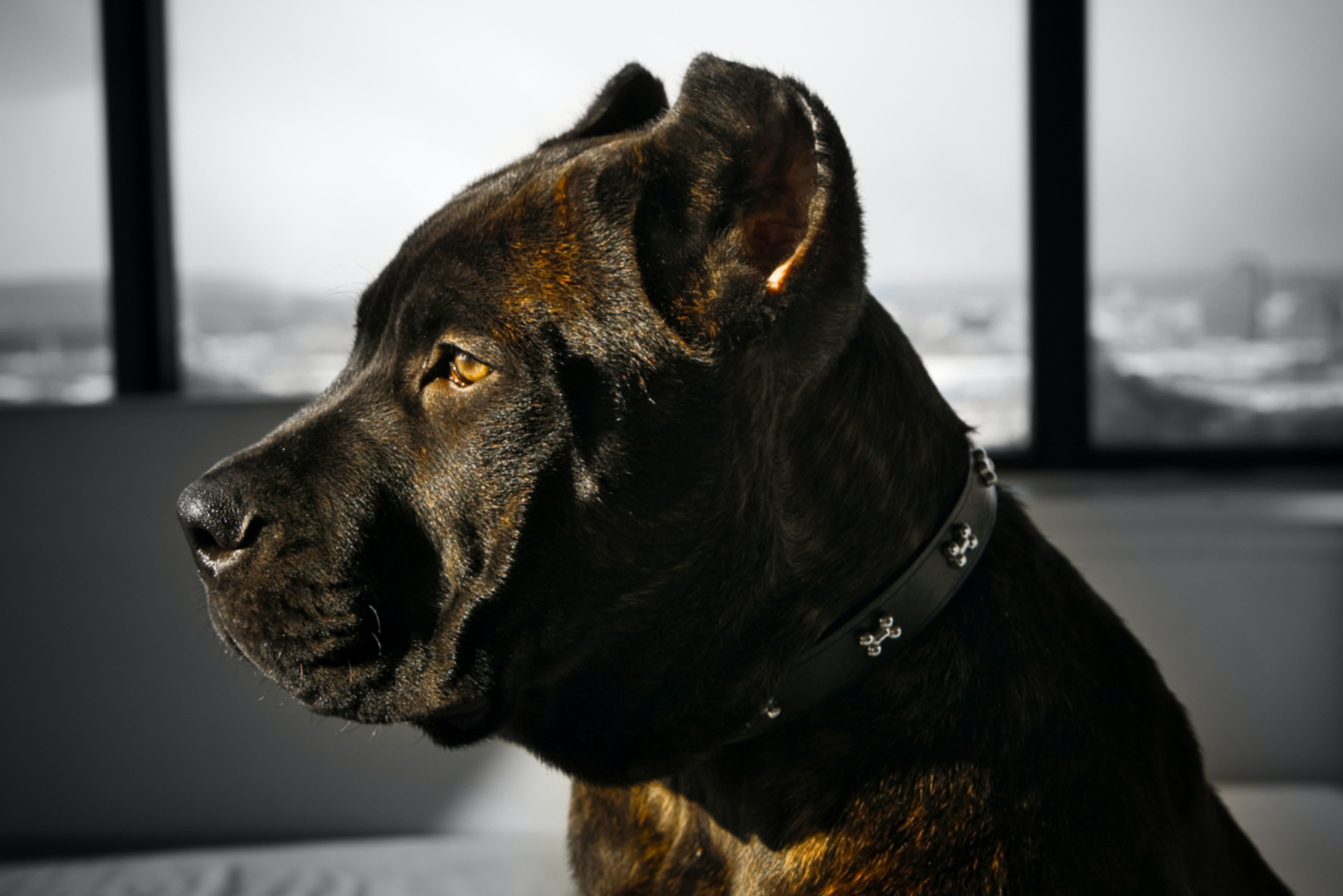 How to Prevent Aggression in Your Cane Corso