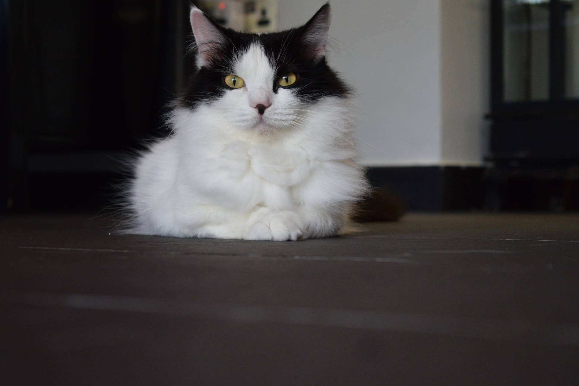 5-Legged Cat Makes Her TikTok Debut and People Are Enchanted