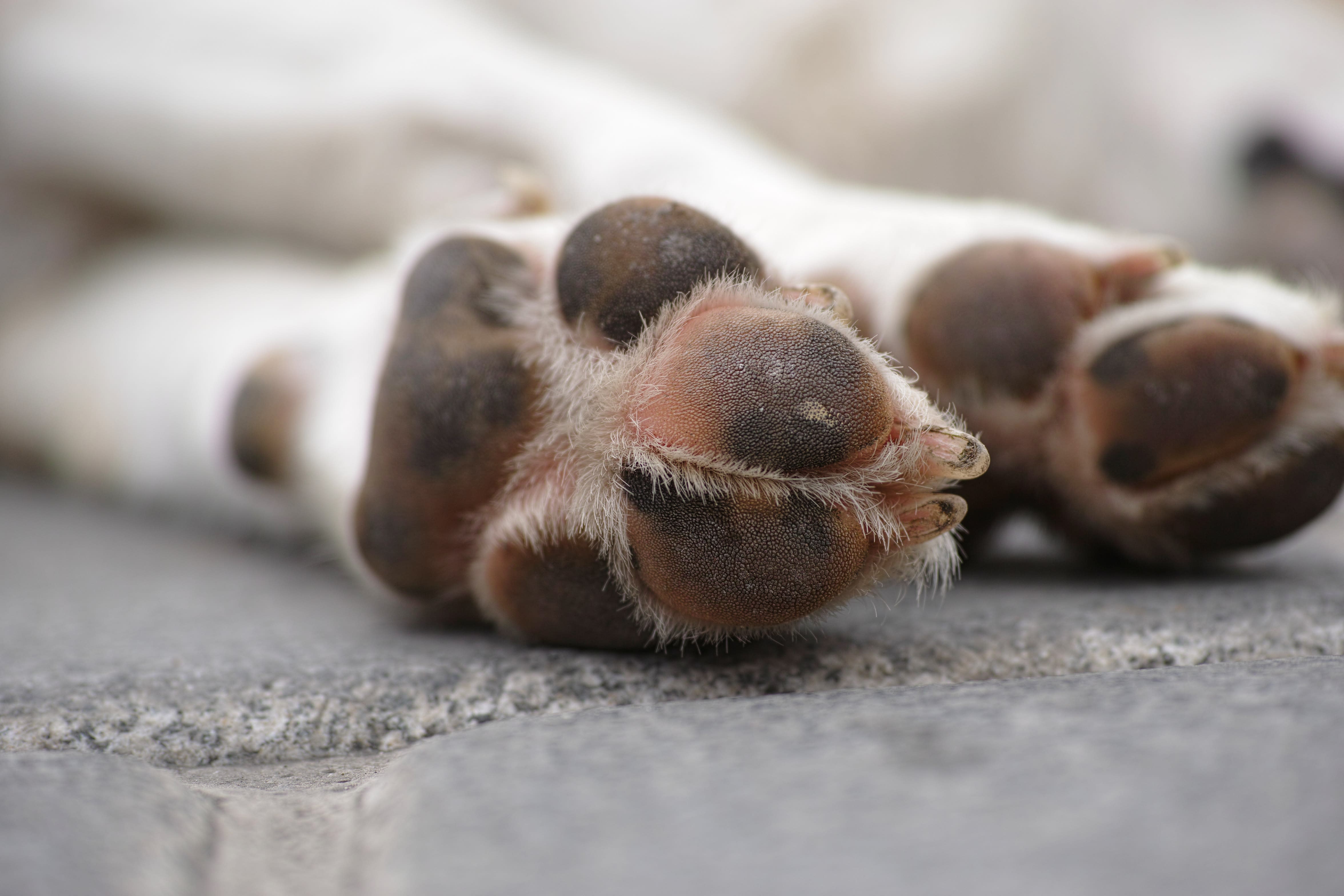 Causes of Lumps on Dog Paw Pads Plus Treatment Information