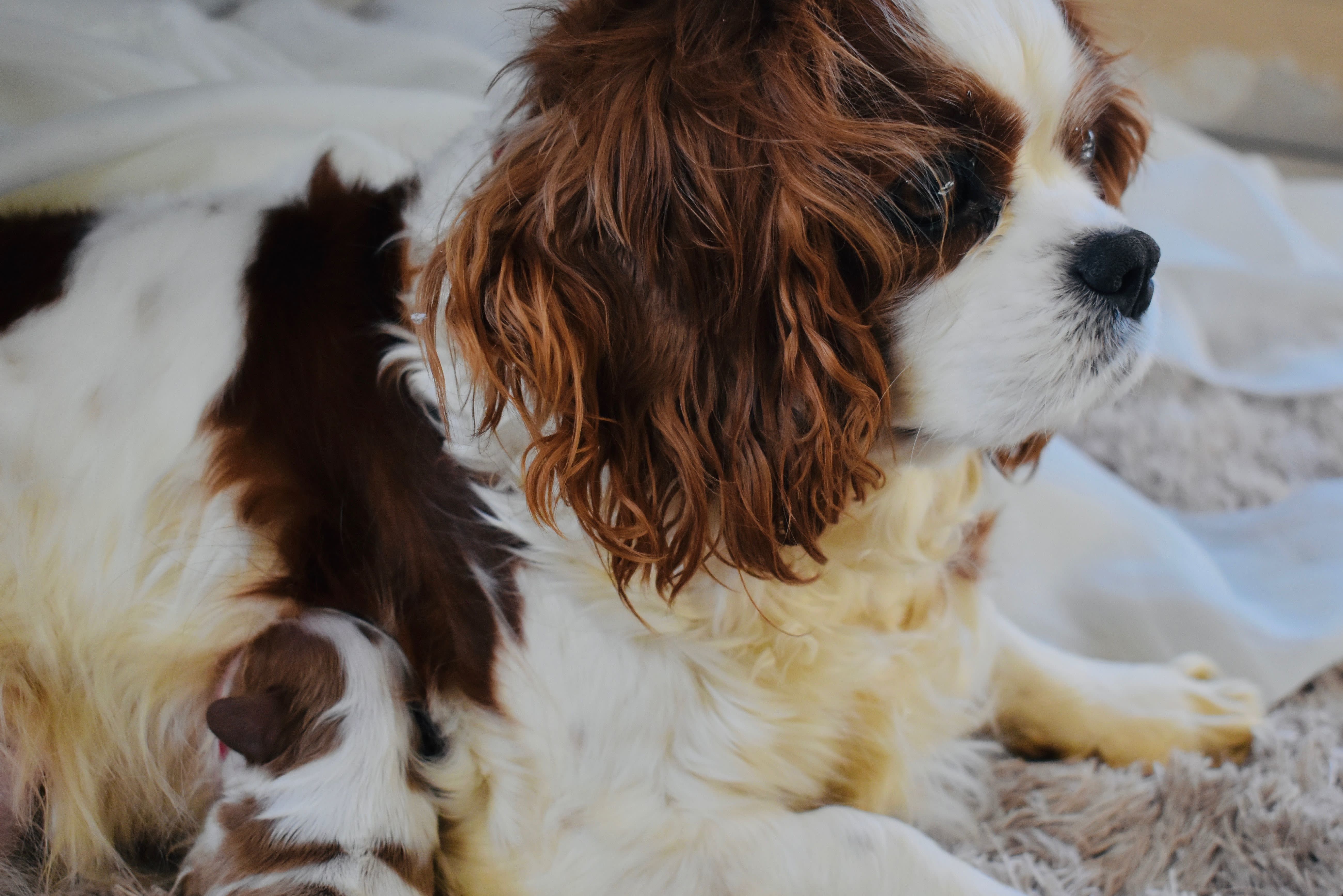 How to Help a Dog Produce More Milk for Her Puppies