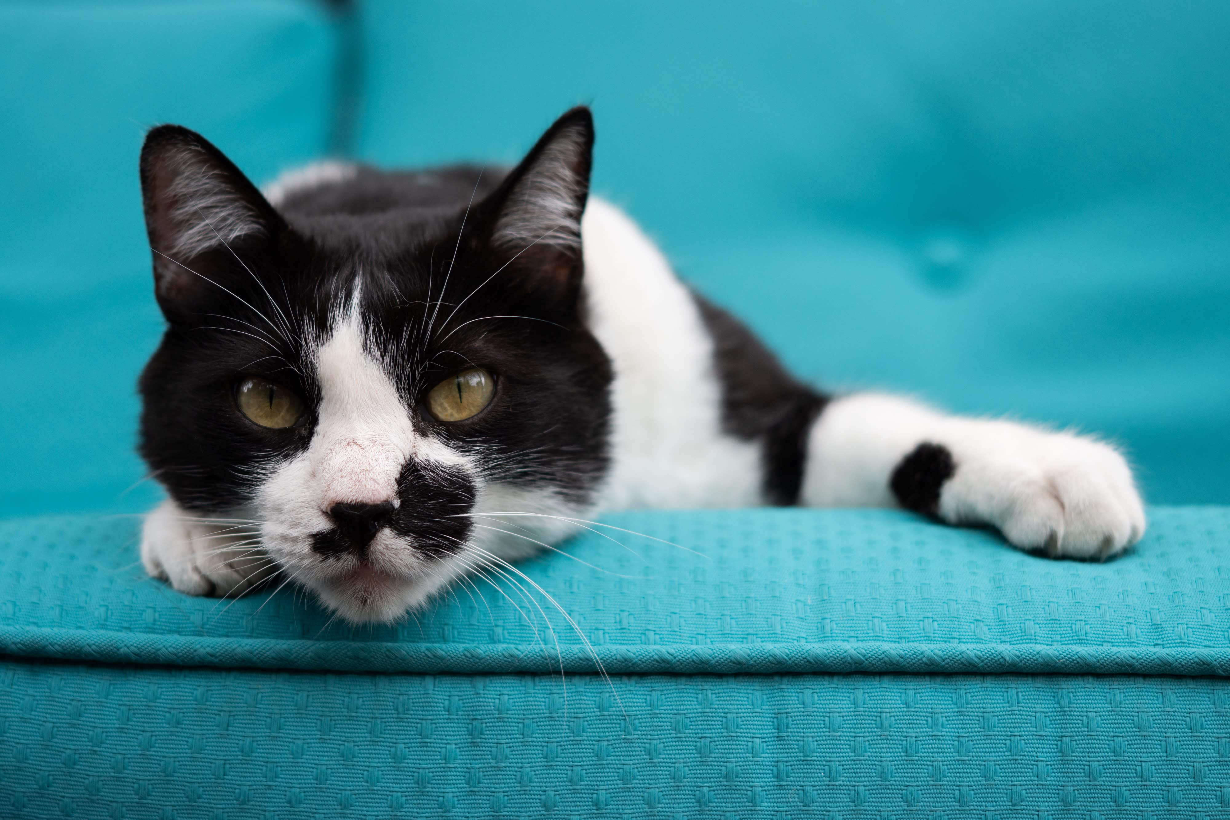 7+ Bicolor Pattern Variations in Cats (And Why They Occur)
