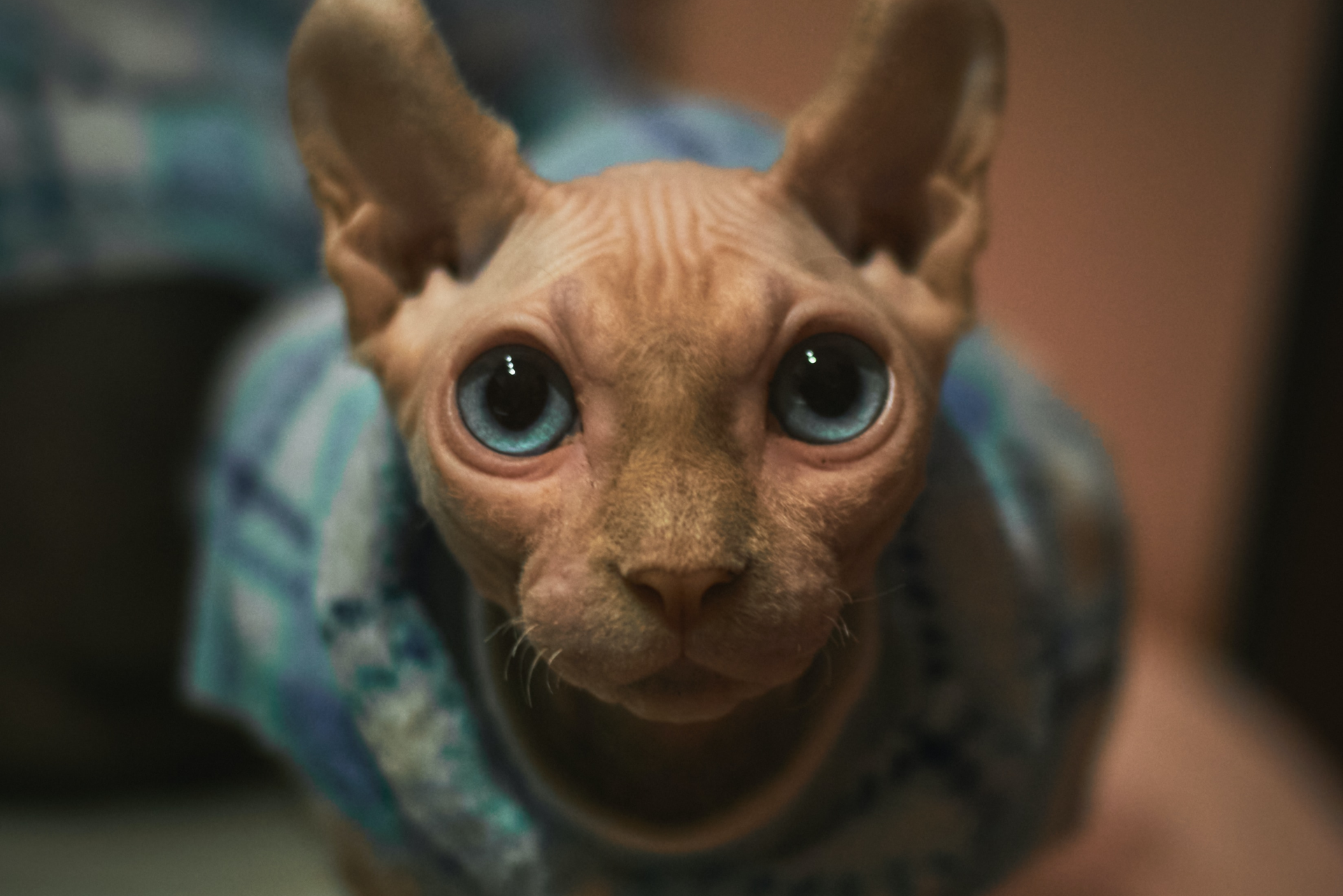 Strange Cat Breeds Rare Cat Breeds