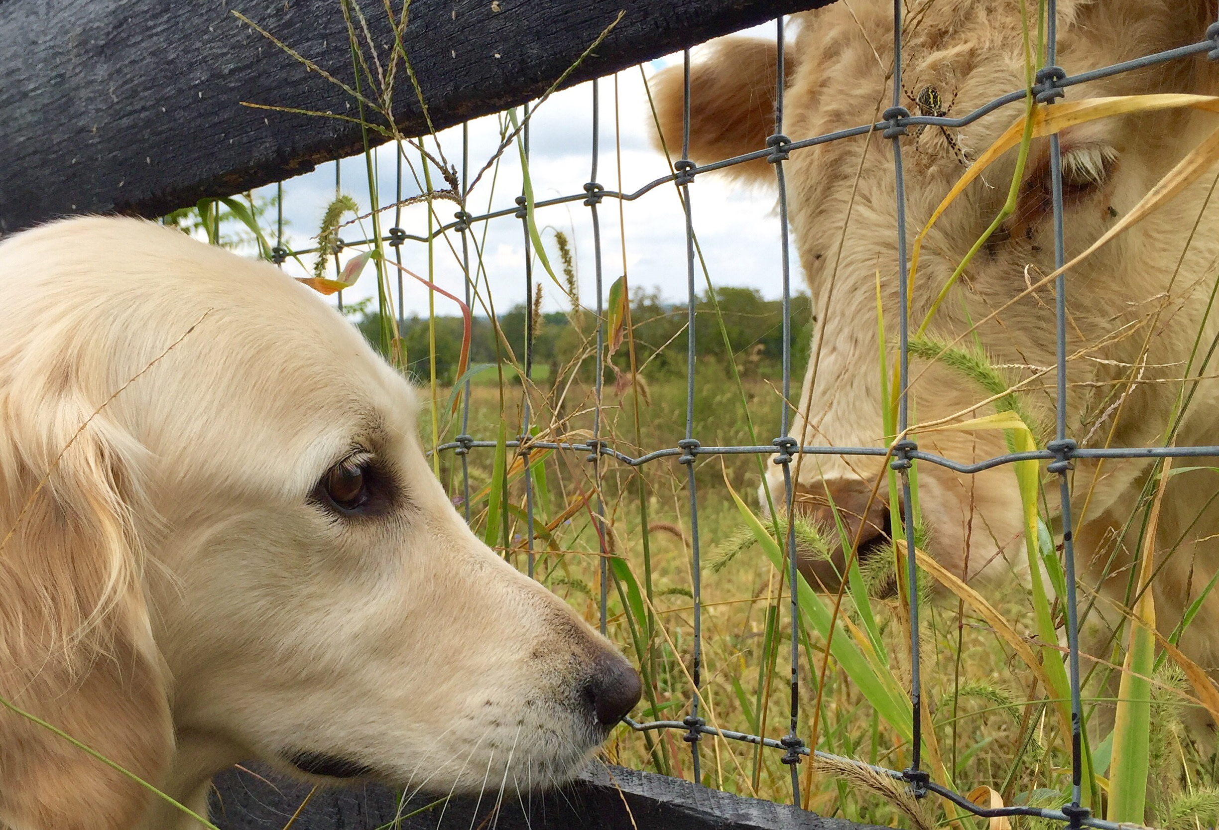 Moment Golden Retriever and His Cow Besties Finally Reunite Has People ...