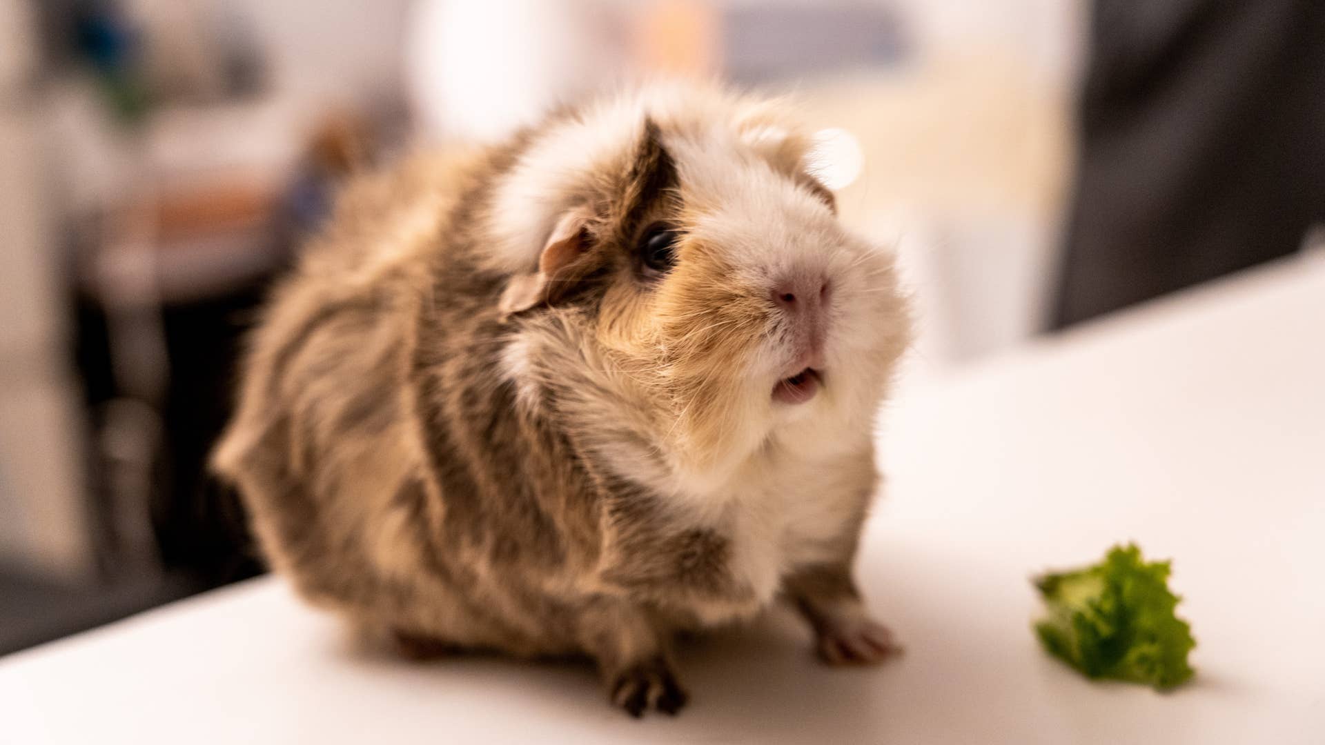Baby Abyssinian Guinea Pig