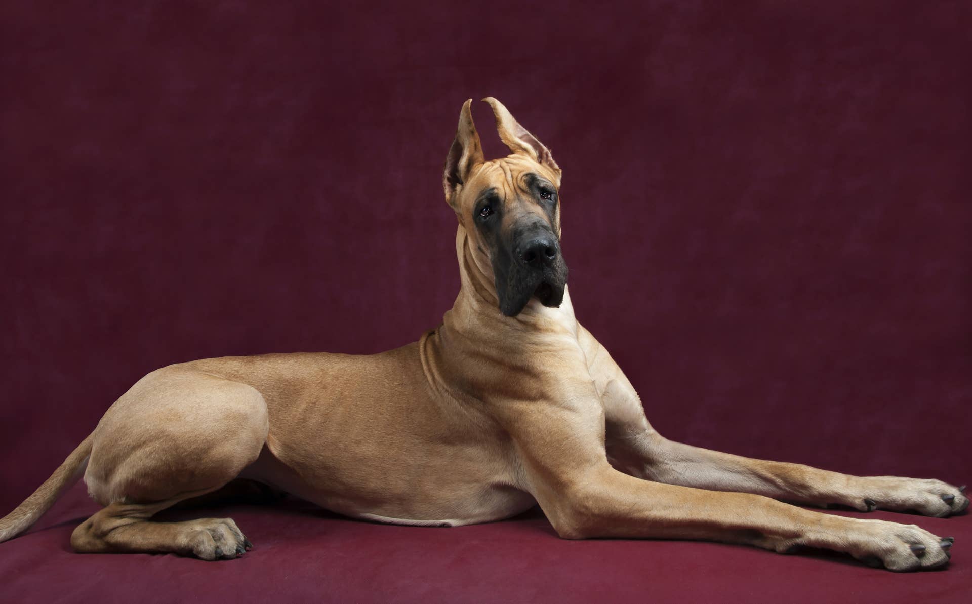 The Real Scooby Doo Dog