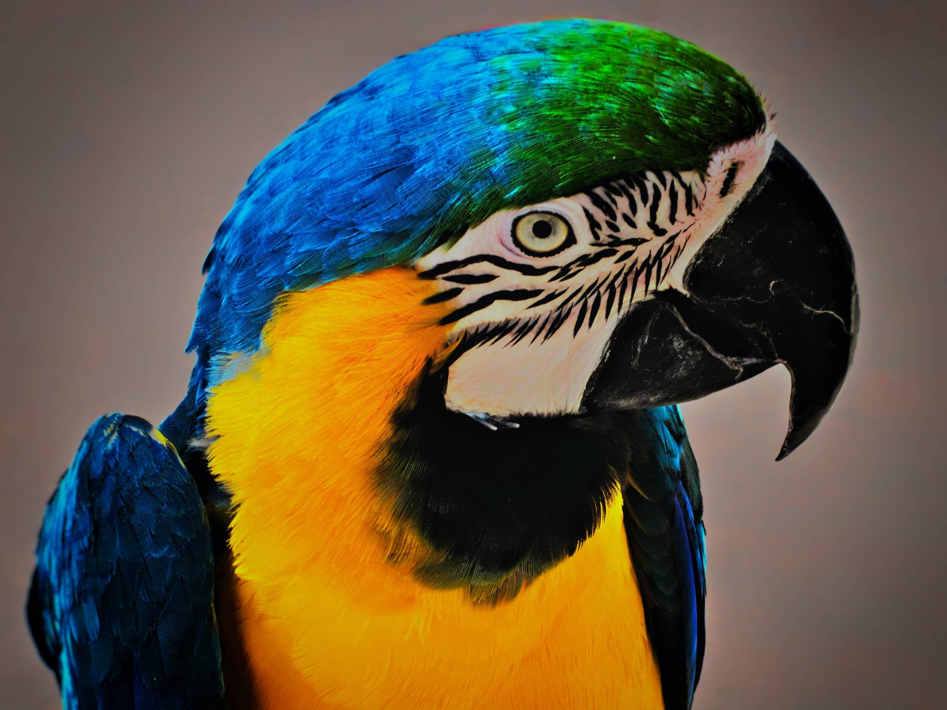 Macaw Parrot Wallpaper Scarlet Macaw Facts, Care As Pets, Housing,