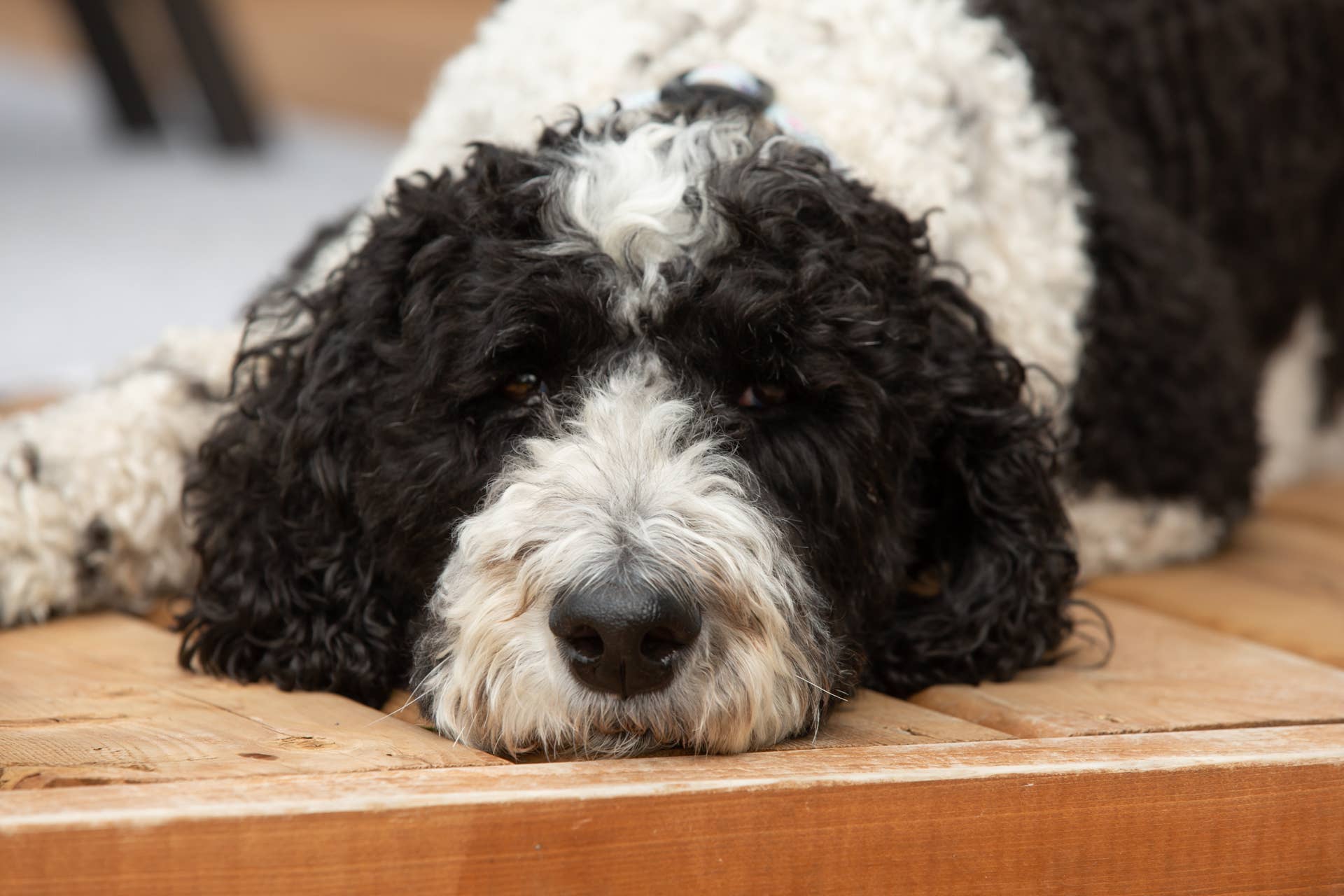 Instagram-Famous Dog Turns Heads as a 'Real Life Snoopy'