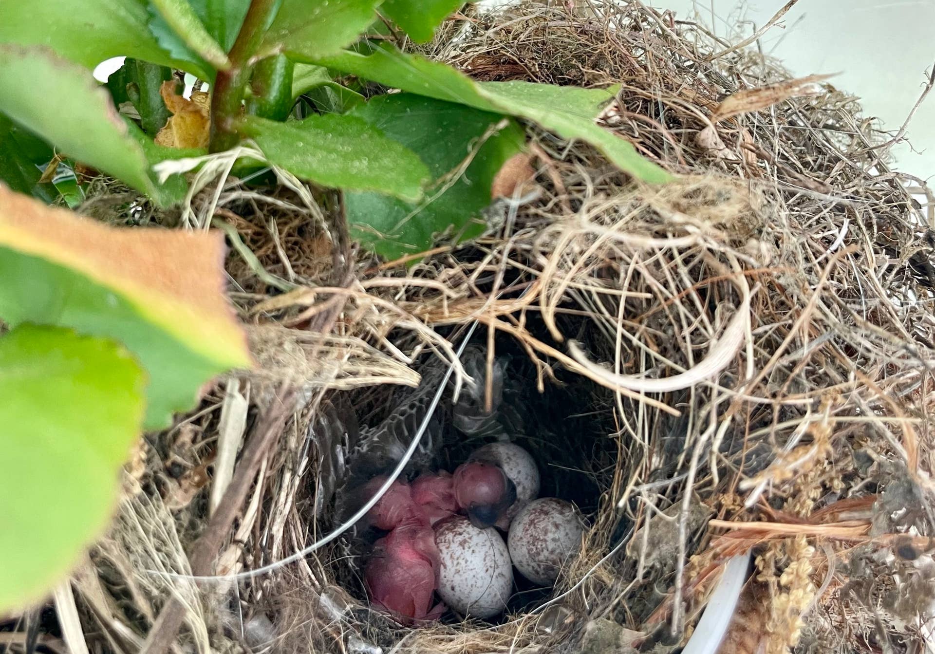 Wren Eggs Hatching Time