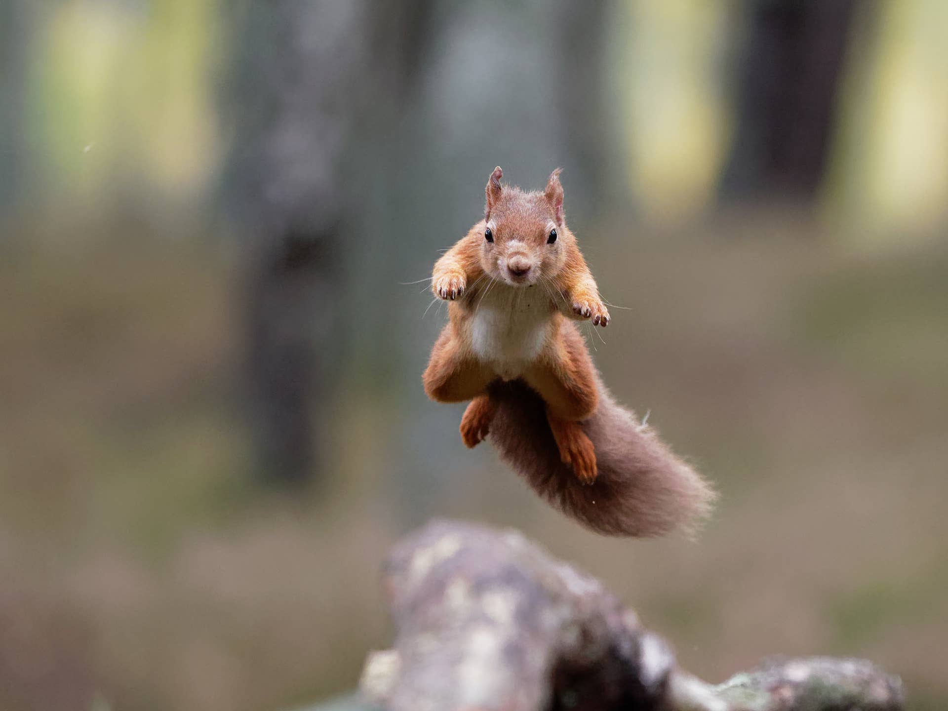 Squirrel's Surprising Acrobatics Caught on Camera Are Cracking Everybody Up