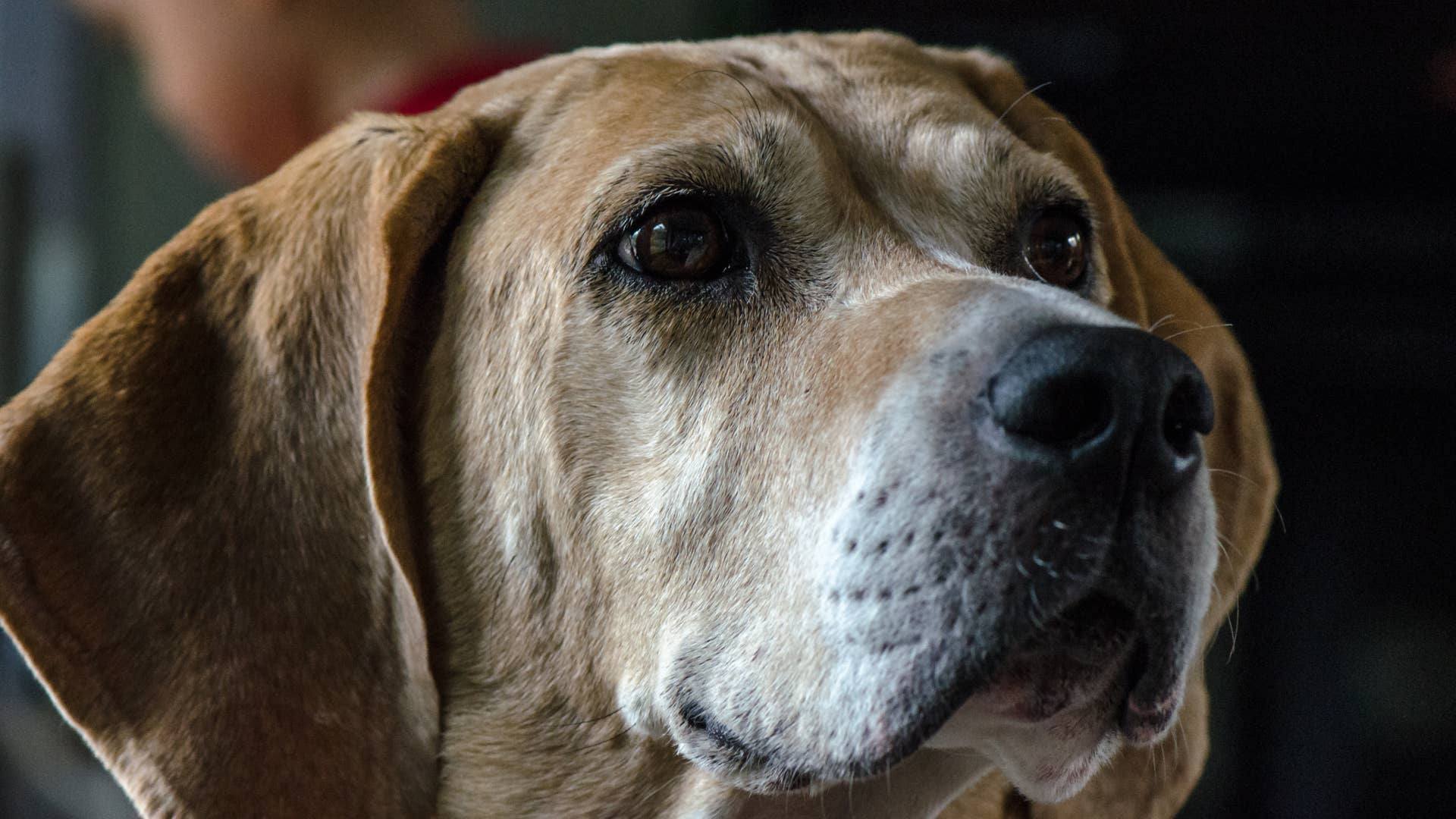 English Foxhounds 101: A Comprehensive Guide to This Remarkable Breed