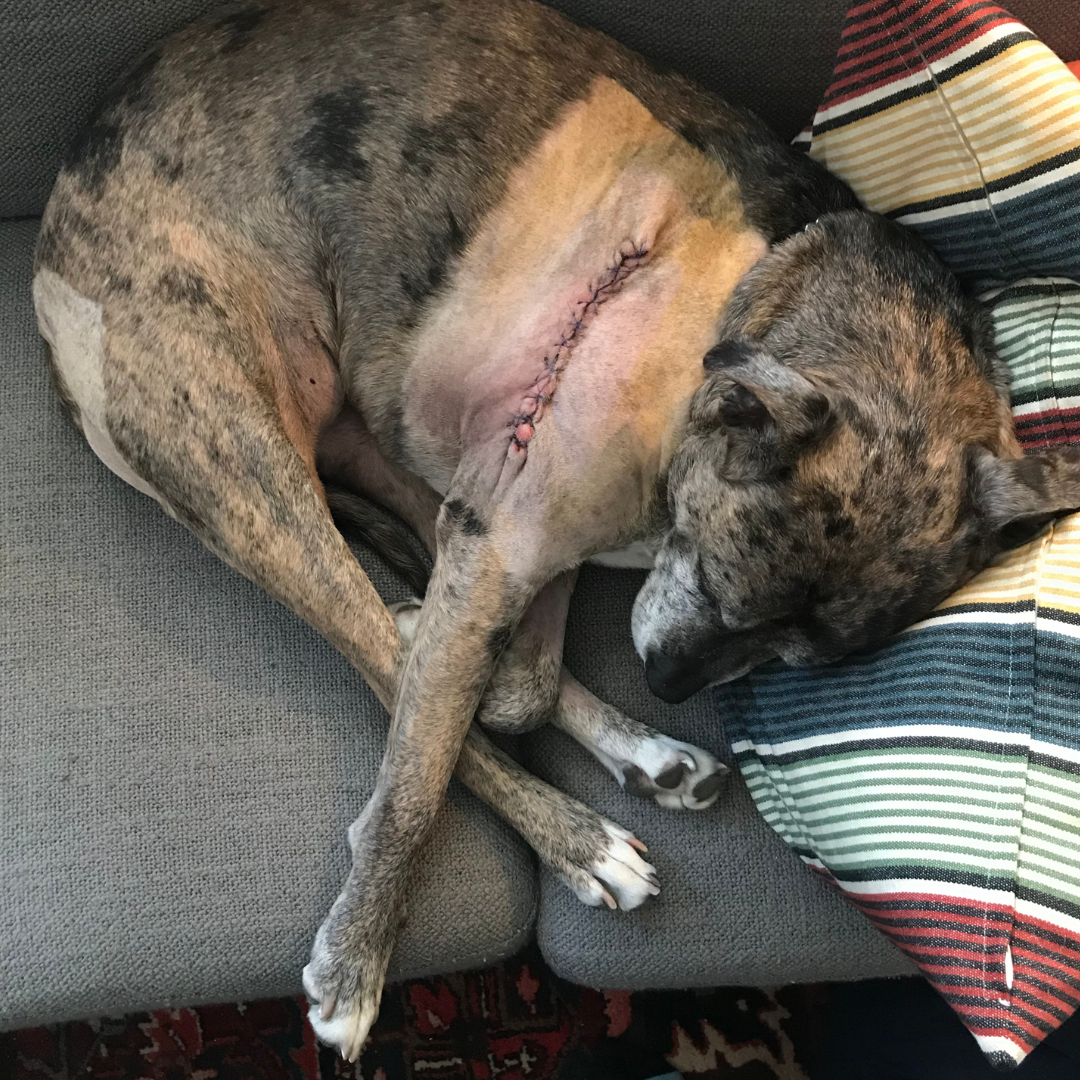 Leaking Stitches in Dogs: When It's Normal & When It's Not