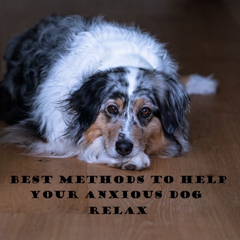 18 Great Ways to Help Your Anxious Dog Relax (Canine Anxiety Alternatives)