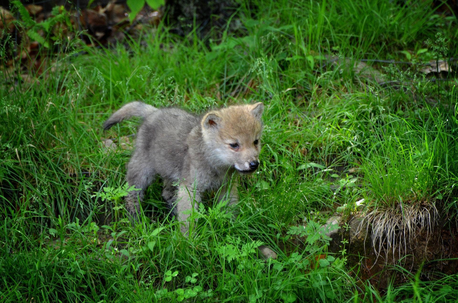 Wolf Pup's First Howls Are the Dose of Cuteness We All Need