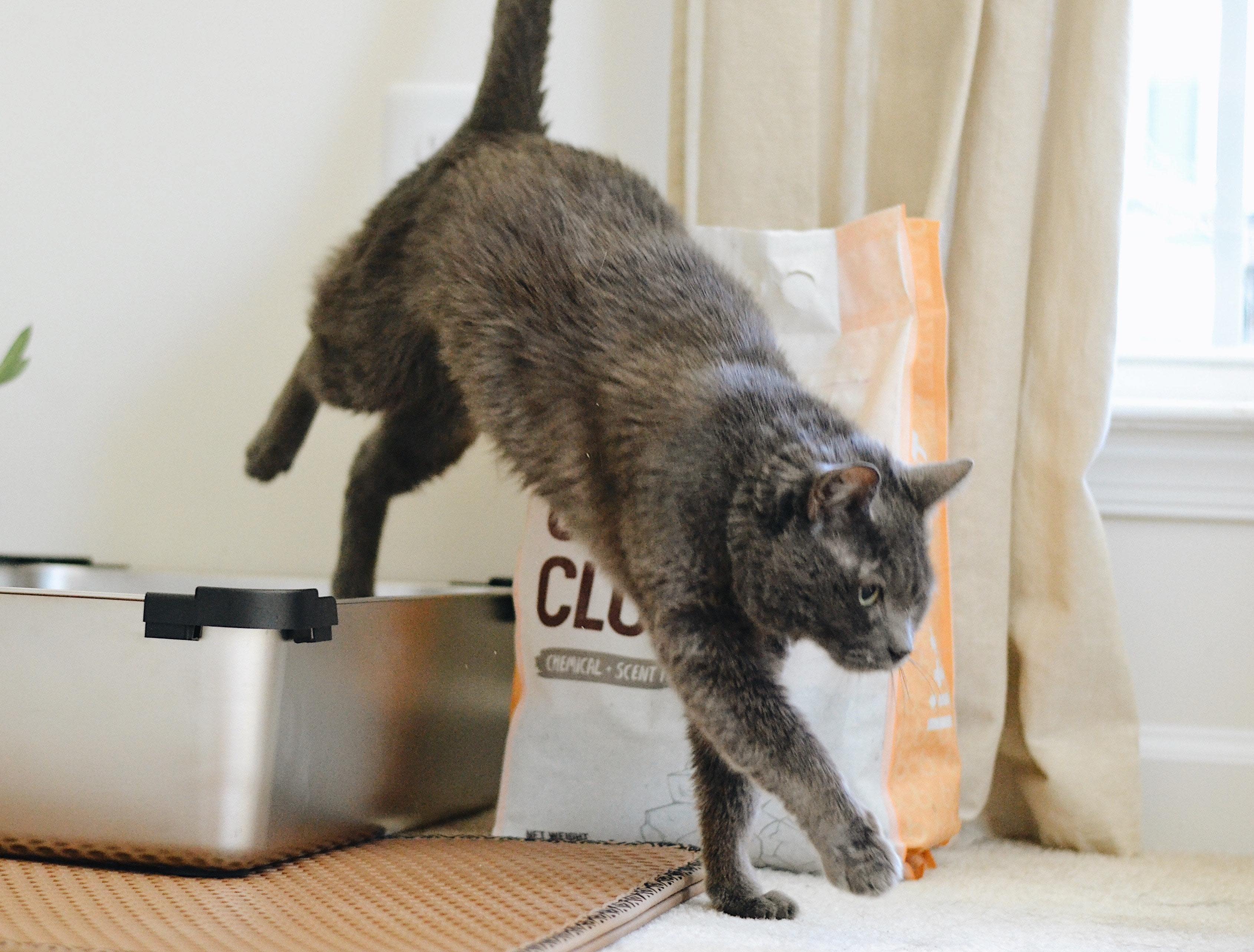 Male Cat UTI Symptoms and Treatment (Plus Preventive Tips)