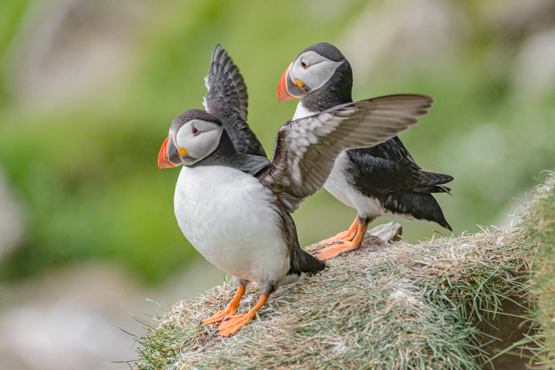 Woman's Up-Close and Personal Experience with a Puffin Is Straight Out ...