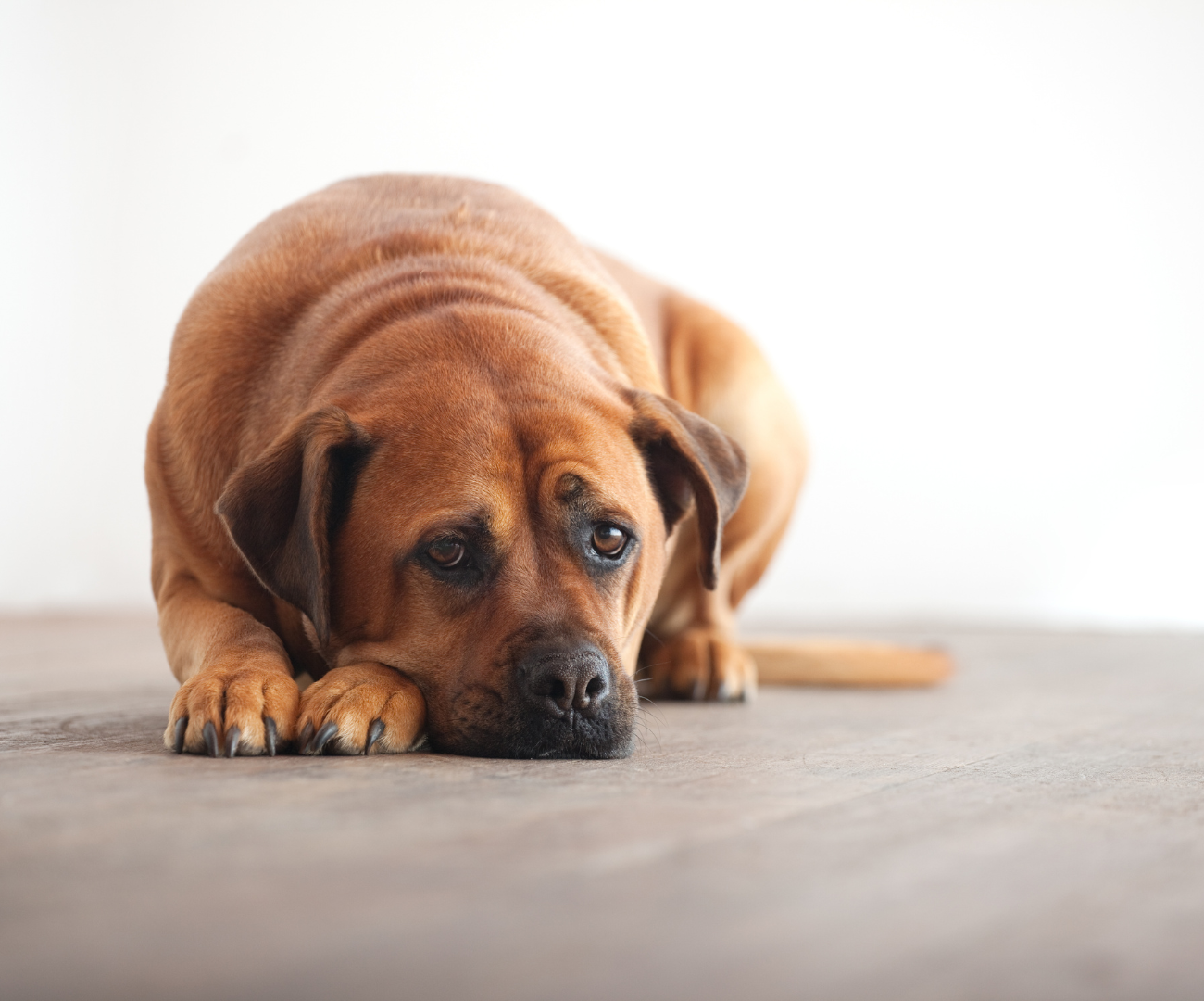 Metronidazole for Dogs: Uses, Side Effects, and Dosage