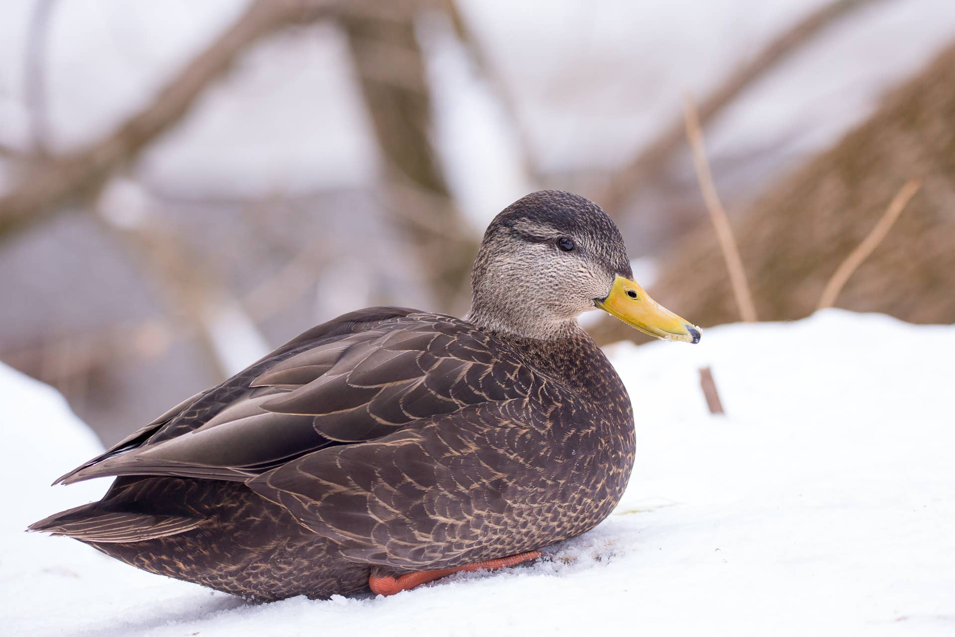 Ducks Reacting to Snow for the First Time Puts Us in a Winter Mood