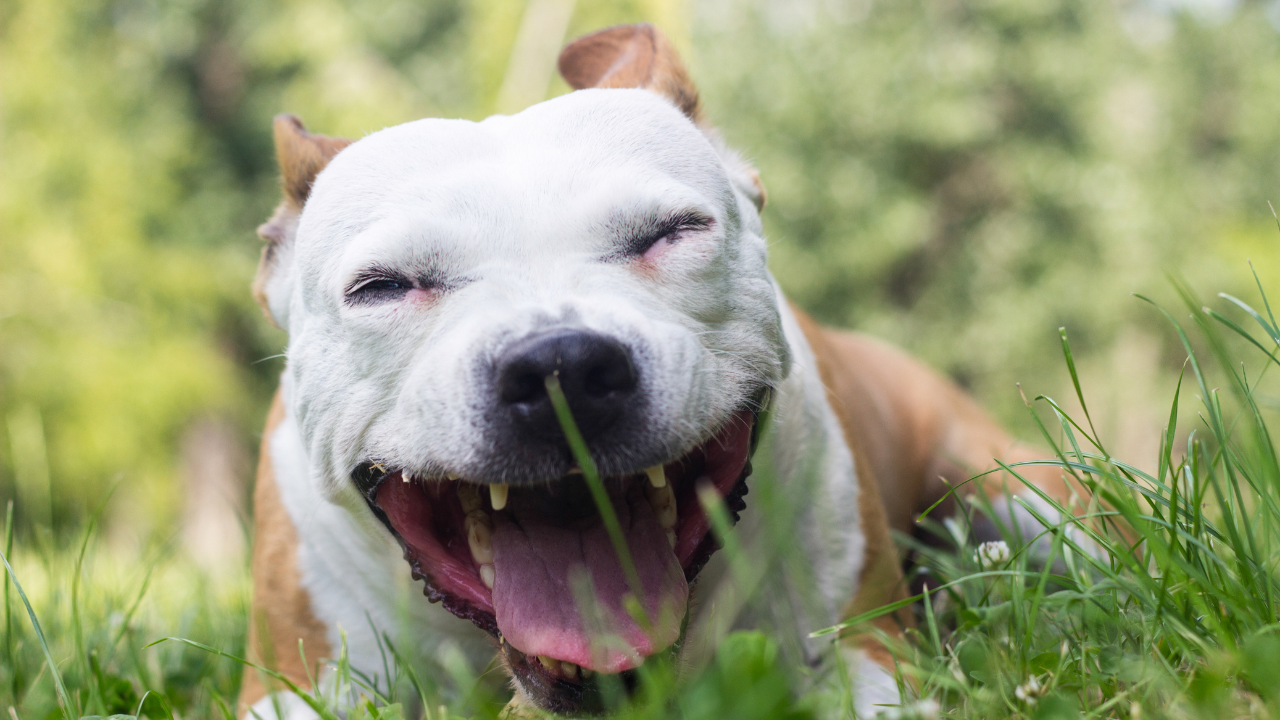 Why Is My Dog Coughing and Gagging? 13 Common Causes