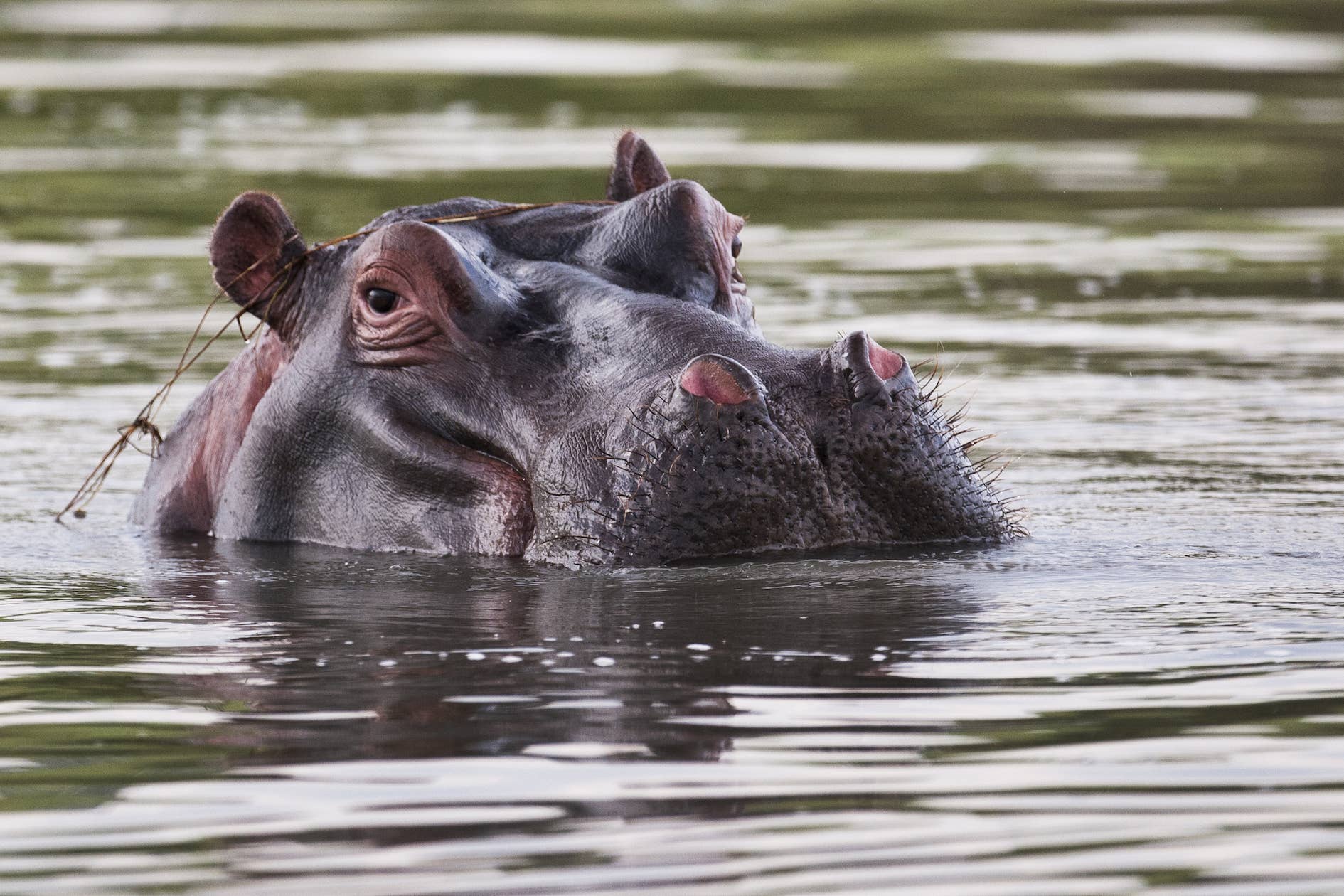 San Antonio Zoo Hippo Is Running for President and Everyone's Here for It