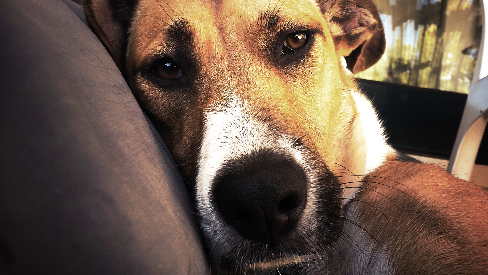 Veterinarian’s Healthy Diet Advice for a Dog With Colitis