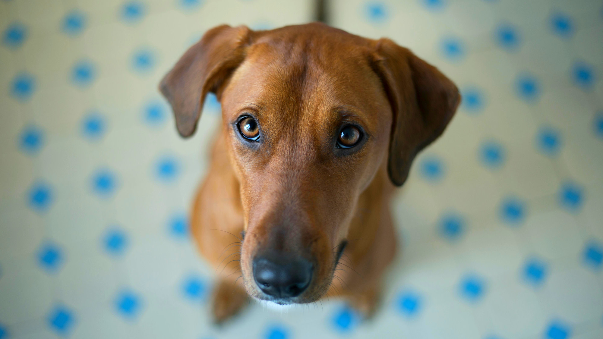 How to Use Ivermectin for Slow-Kill Heartworm Treatment?