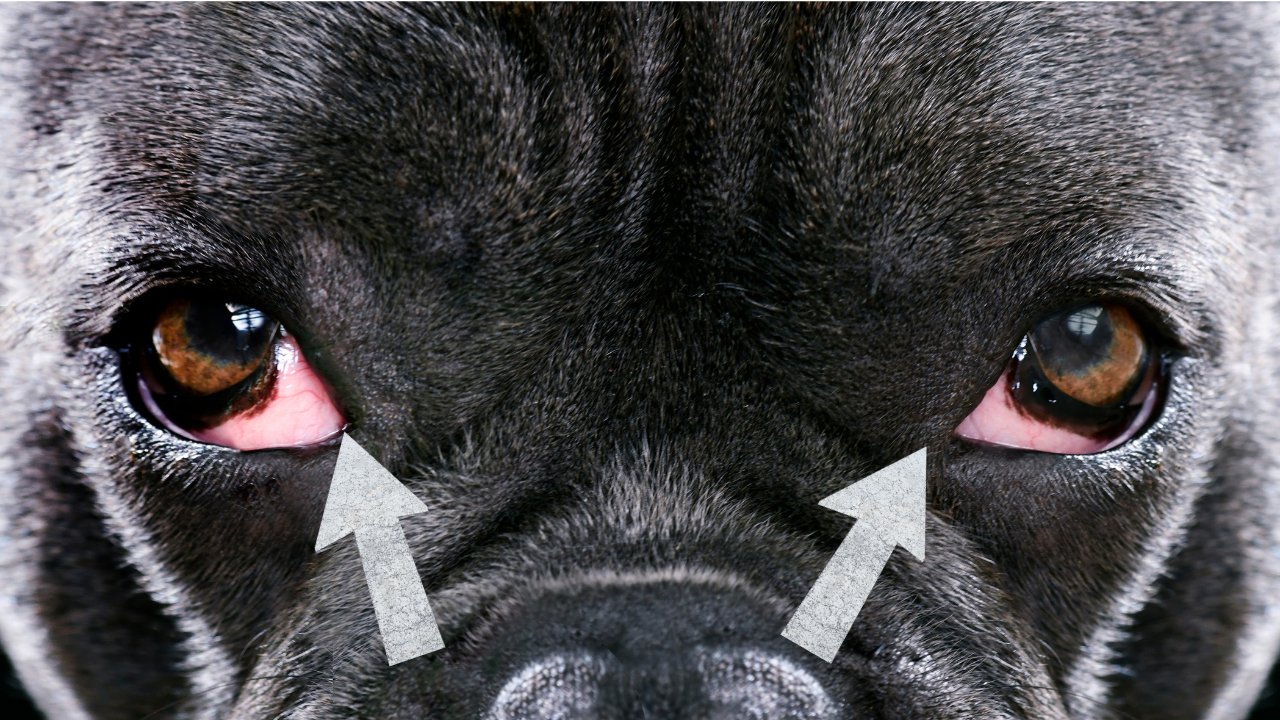 Why Is My Dog's Third Eyelid Showing? 7 Common Causes
