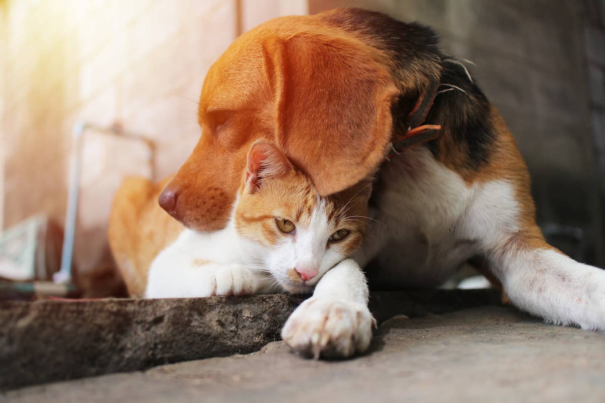 Stray Beagle Living in Cat Colony Totally Thinks He's a Kitty
